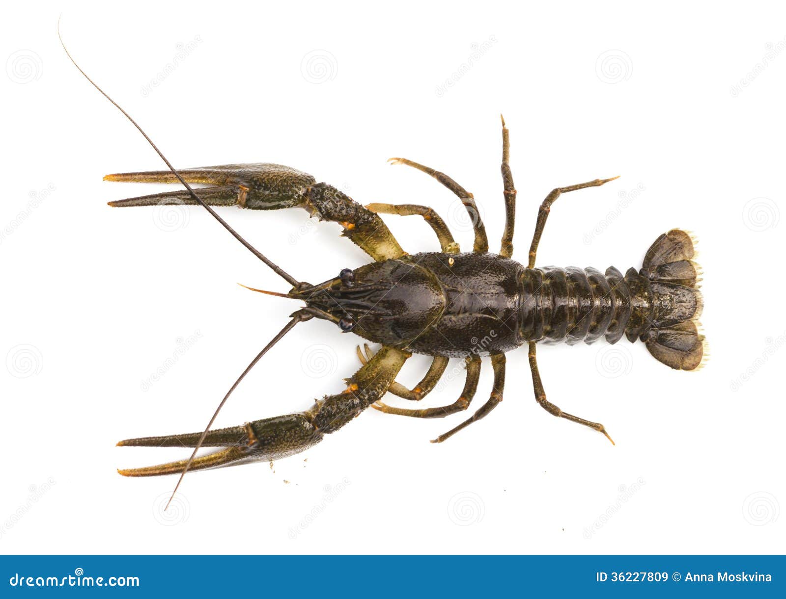 Raw crawfish stock image. Image of crawfish, crustacean - 36227809