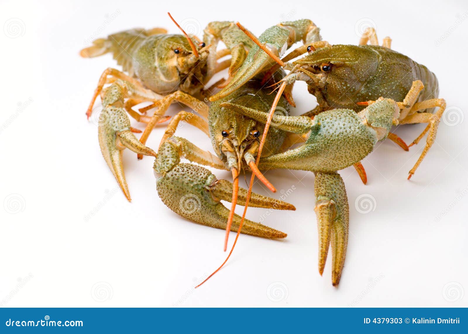 Raw crawfish stock image. Image of close, crustacean, dinner - 4379303
