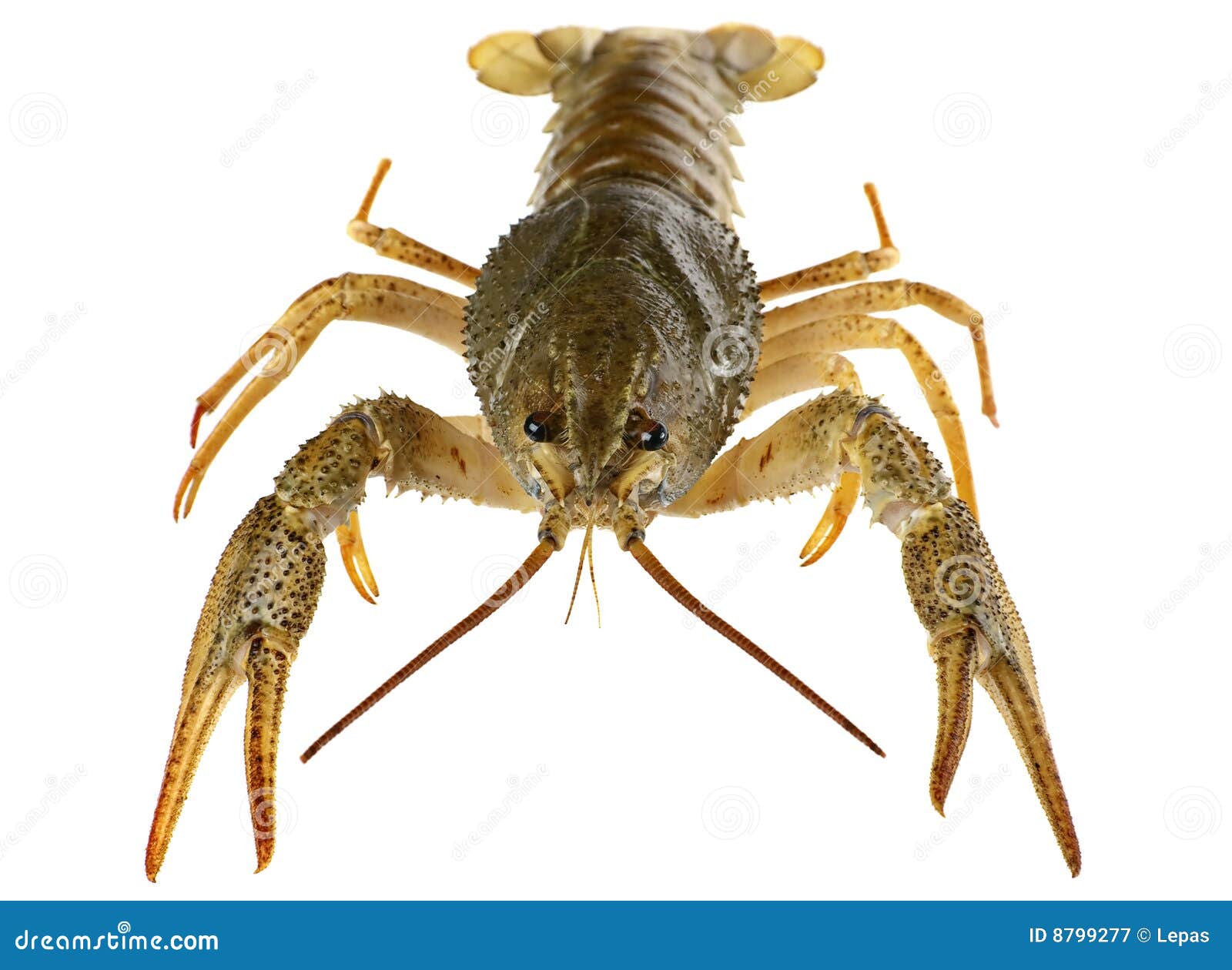 6,702 Raw Crayfish Stock Photos - Free & Royalty-Free Stock Photos from ...