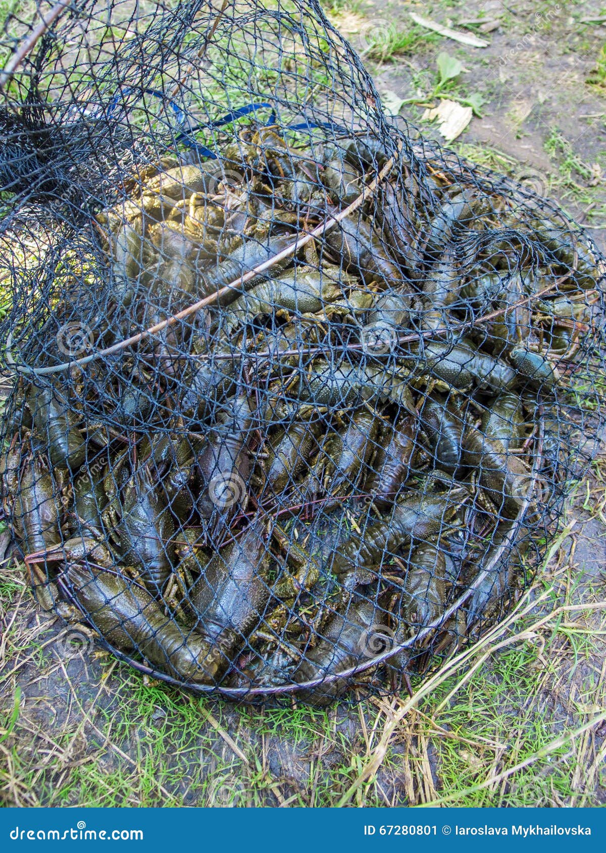 Raw Crayfish in a Grid on the Ground Stock Image - Image of brown ...