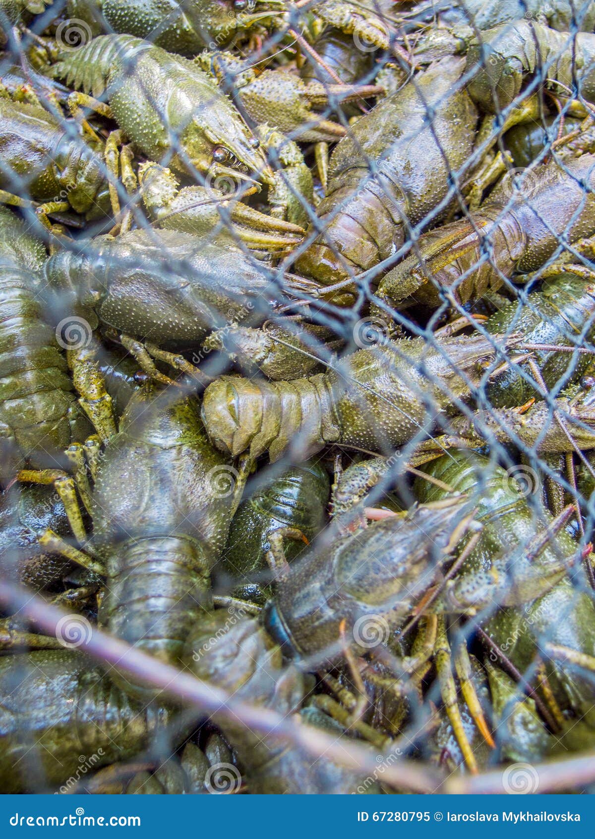 Raw Crayfish Live in the Grid Stock Image - Image of delicious, grass ...