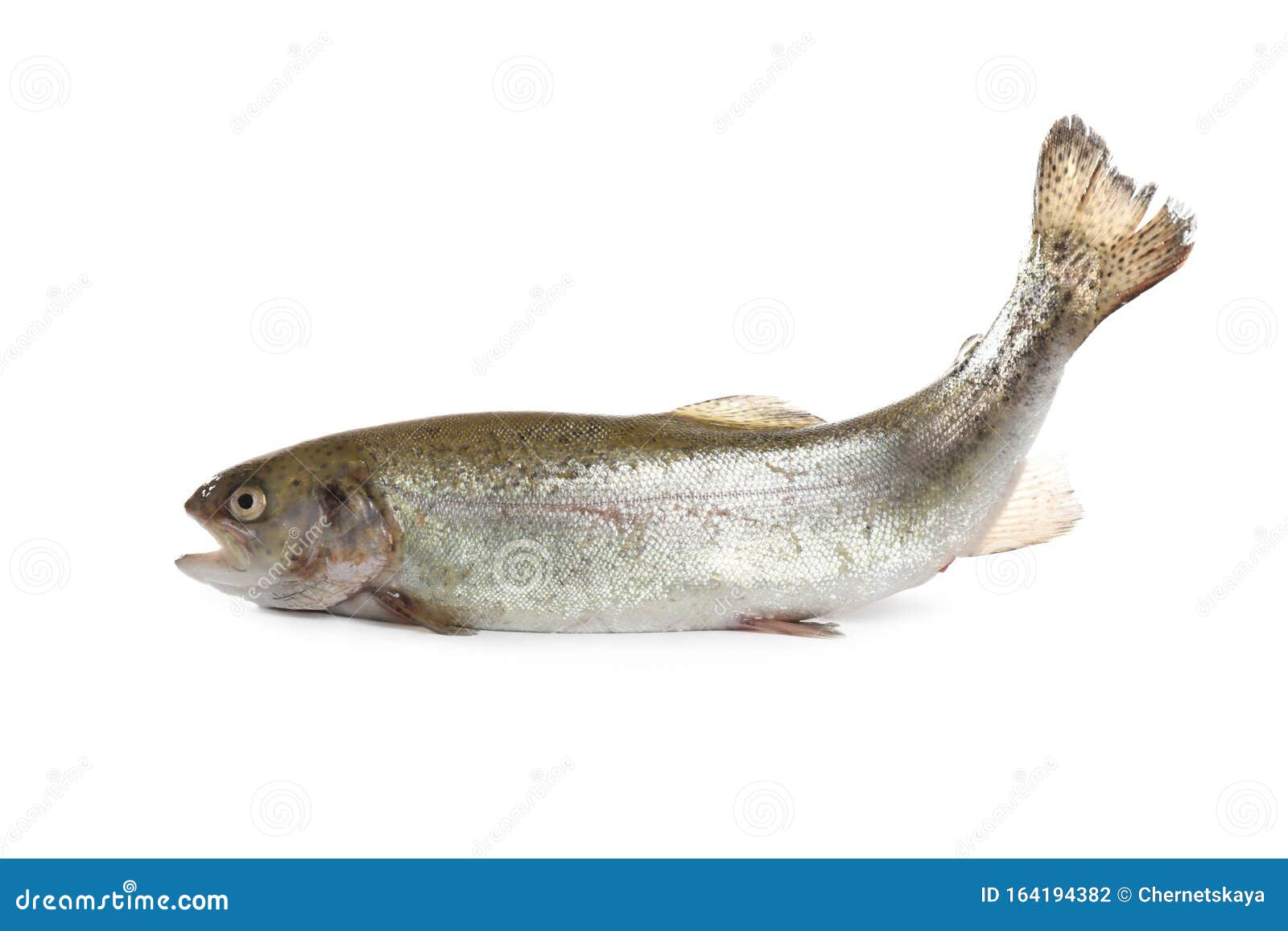 Raw Cutthroat Trout Fish on White Stock Photo - Image of cook, organic ...