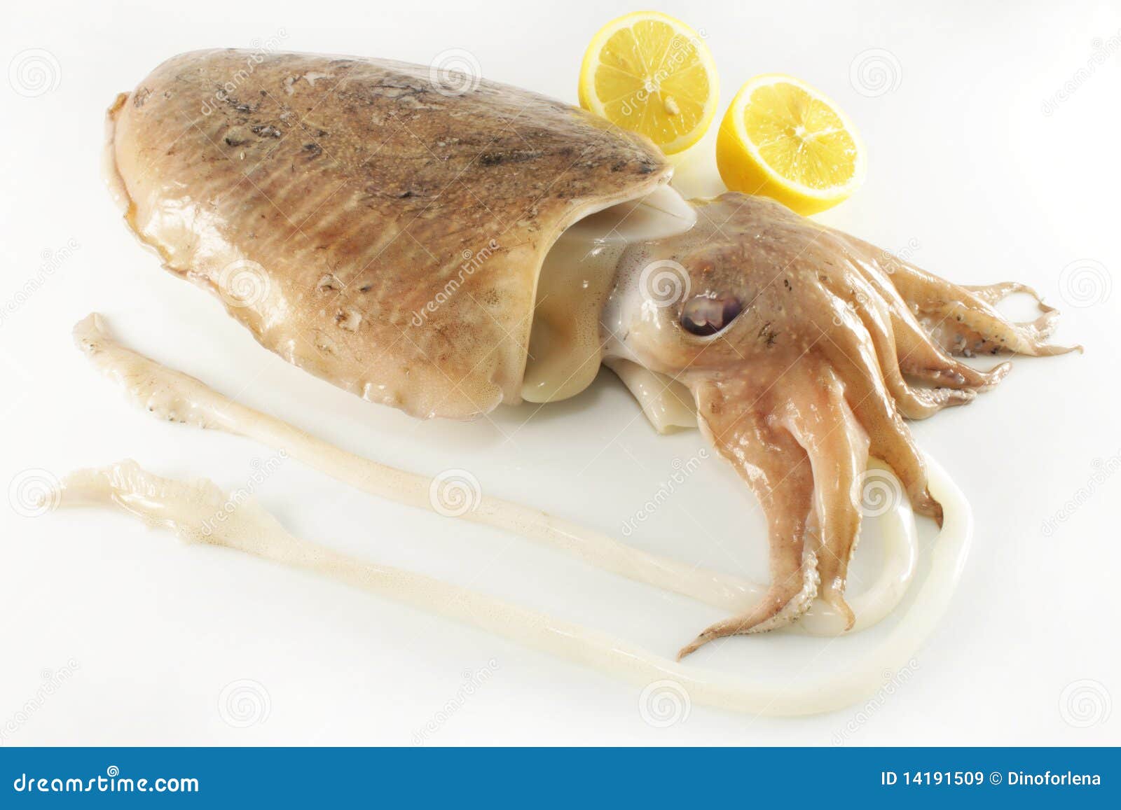 Raw cuttlefish stock image. Image of cuttlefish, seafood - 14191509