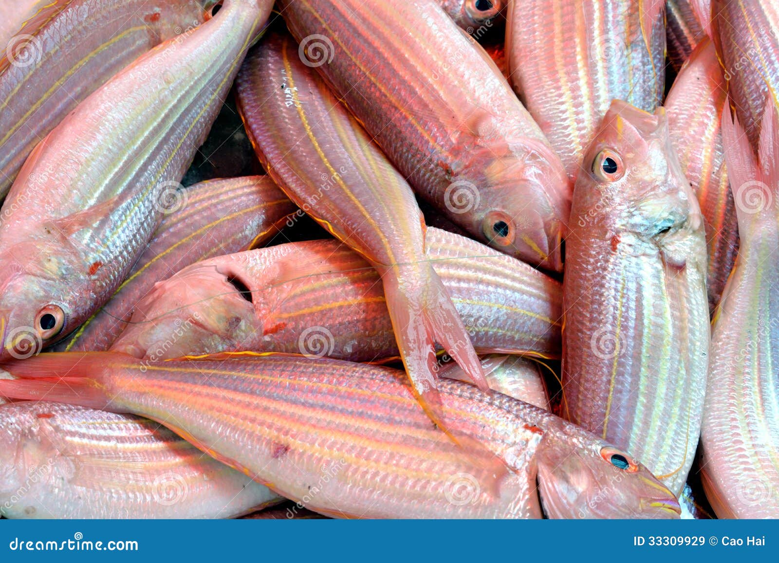 Raw dace fish stock image. Image of creature, agriculture - 33309929