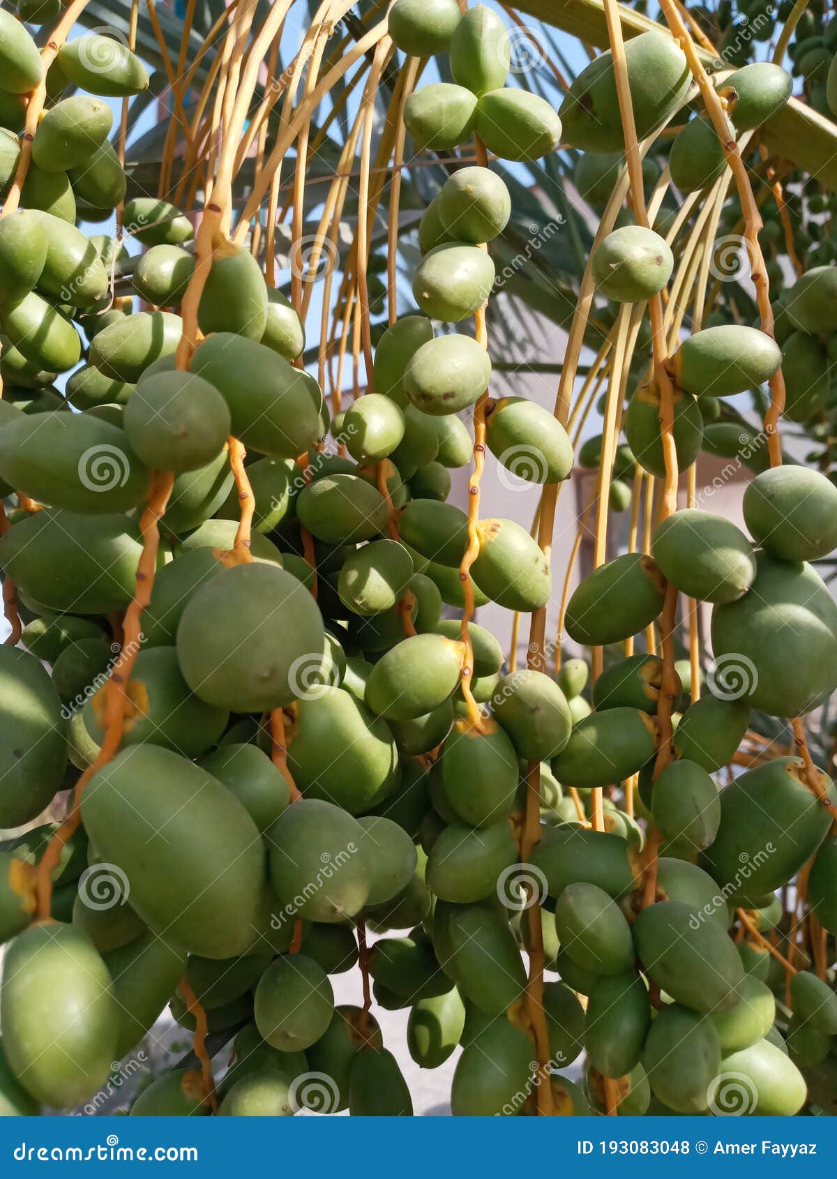 Raw dates with tree june stock photo. Image of crop - 193083048