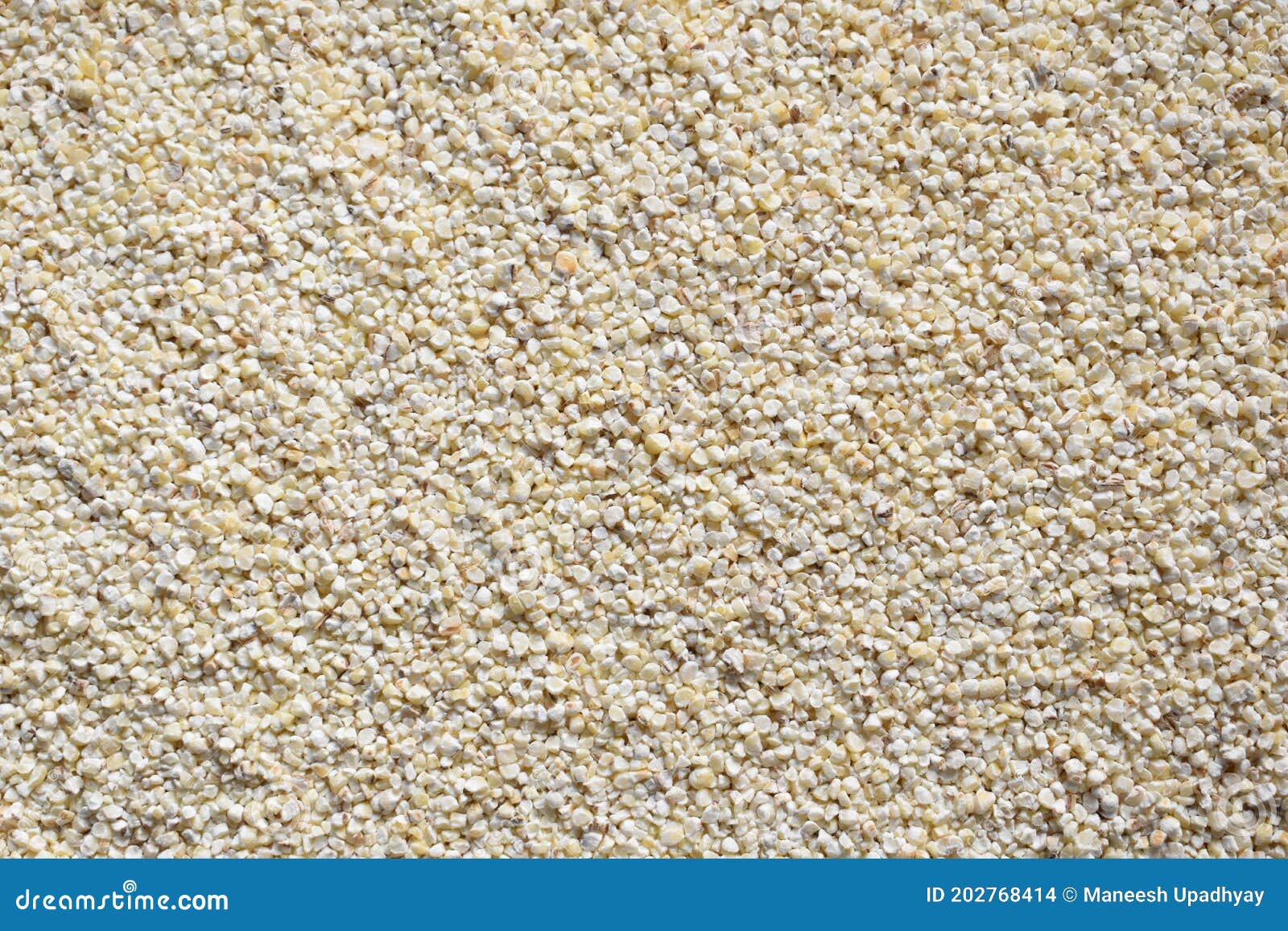 Broken Barley Cereal Grains Stock Photo - Image of closeup, grains ...
