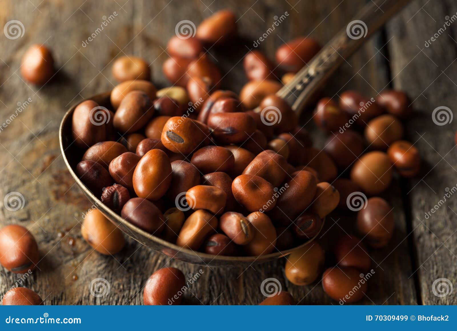 Raw Dry Organic Fava Beans stock image. Image of food - 70309499