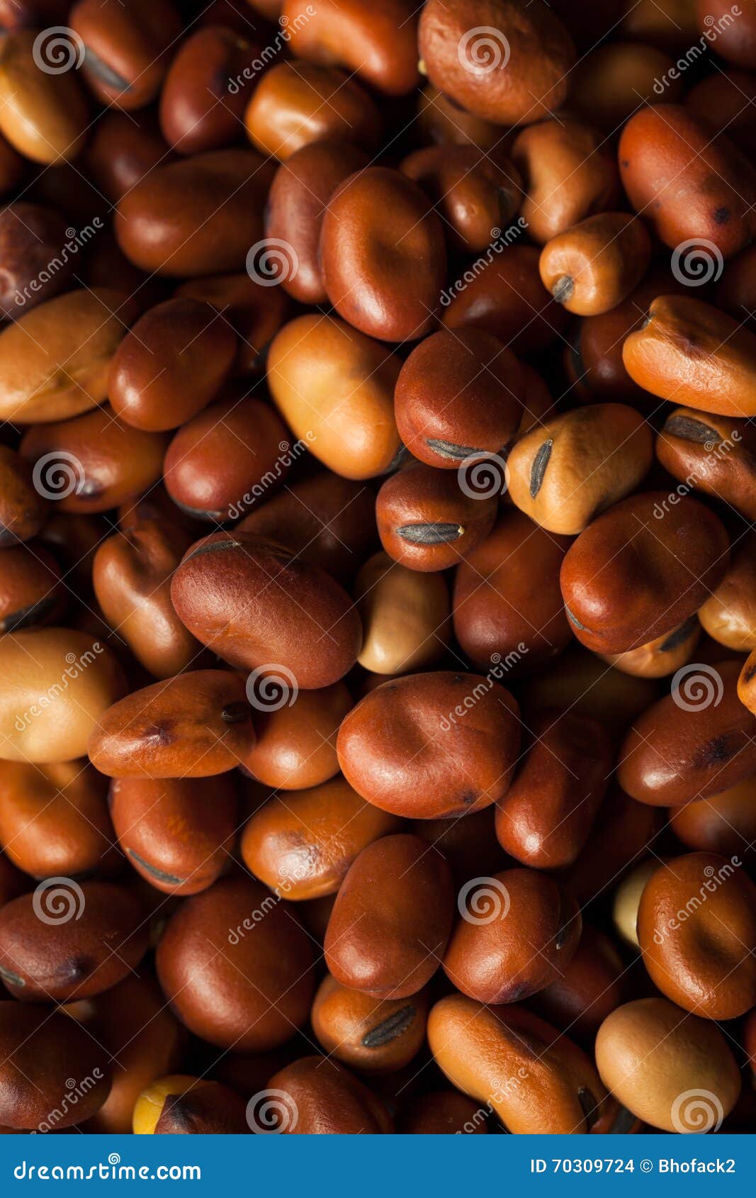 Raw Dry Organic Fava Beans stock photo. Image of natural - 70309724