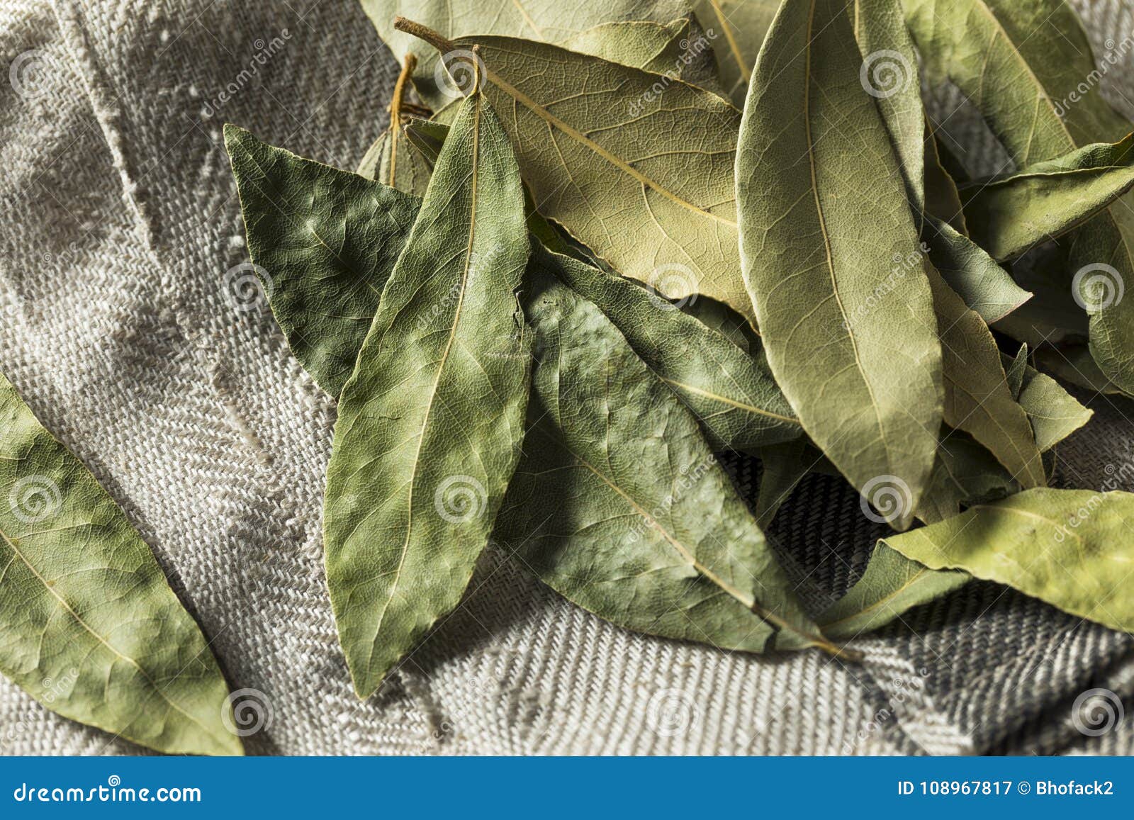 Raw Dry Organic Laurel Leaves Stock Image - Image of garden, nature ...