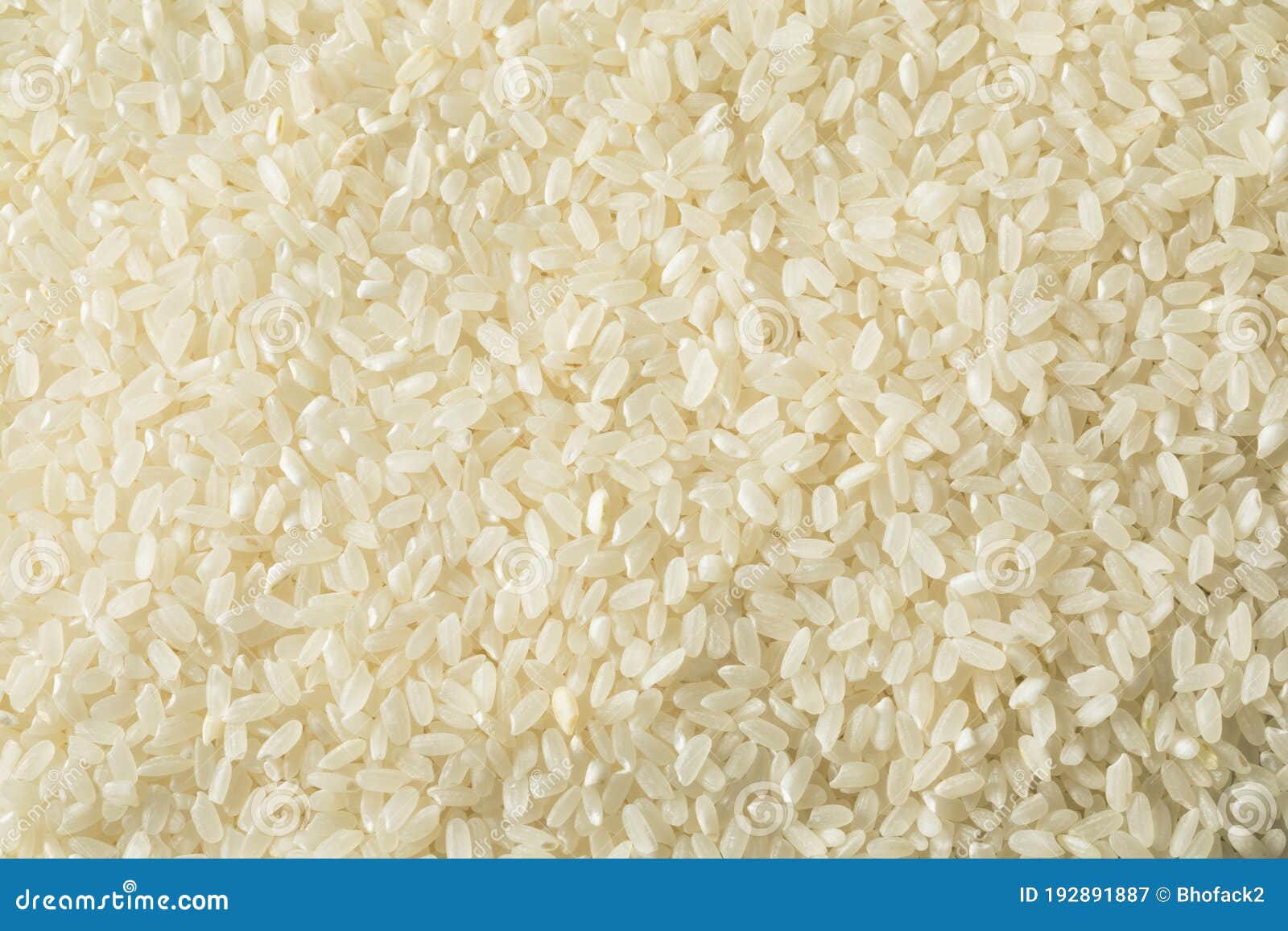Raw Dry Organic Short Grain White Rice Stock Image - Image of food ...