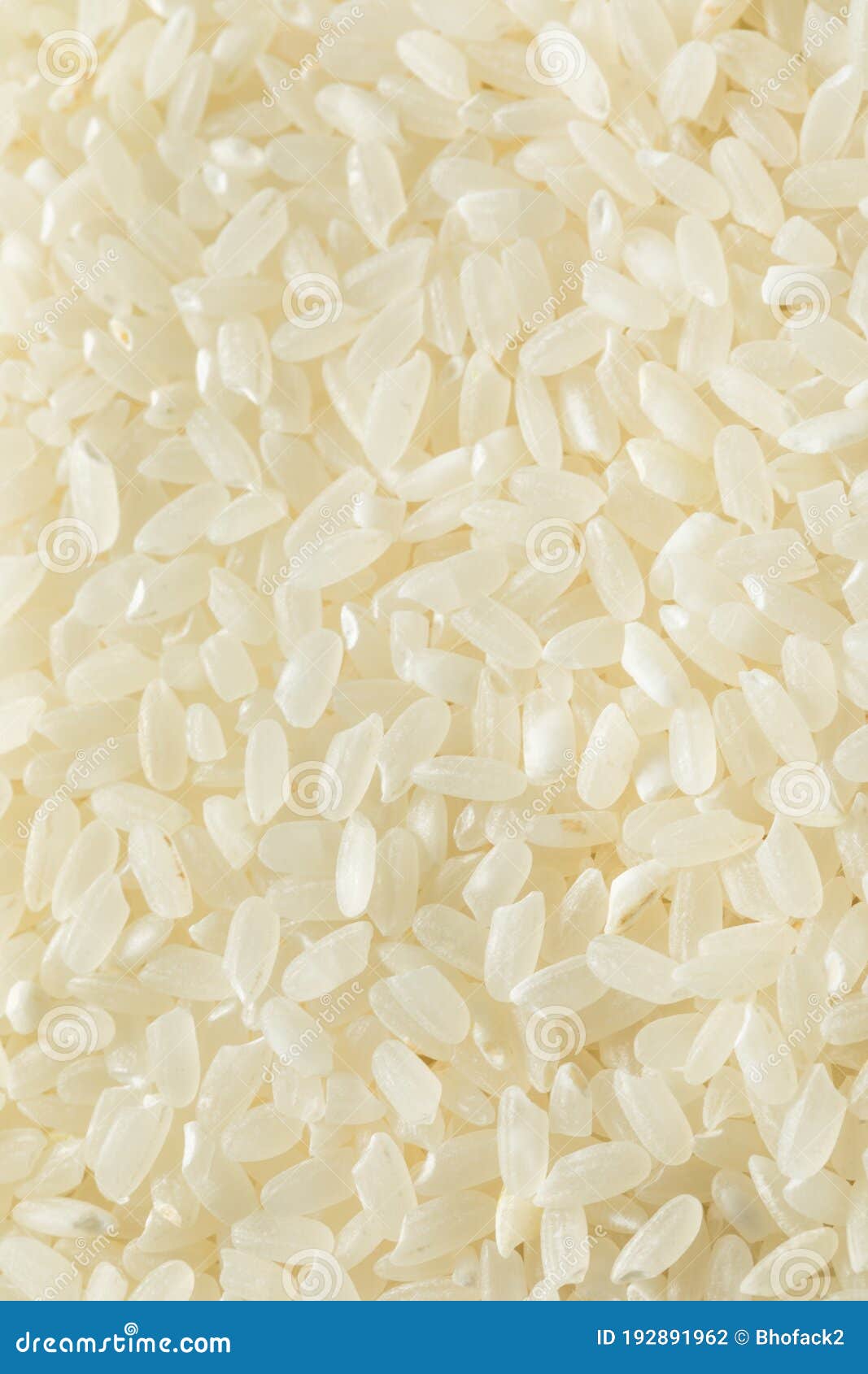 Raw Dry Organic Short Grain White Rice Stock Photo - Image of grain ...