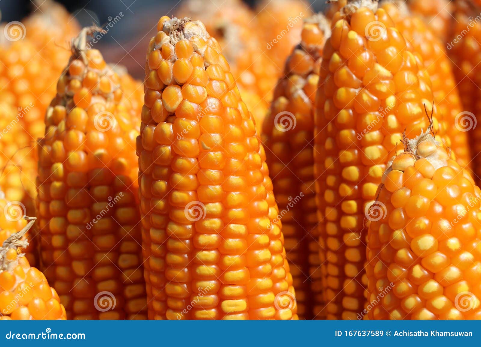 Raw Dry Sweet Corn Pod, it is a Cereal Plant that Yields Large Grains ...