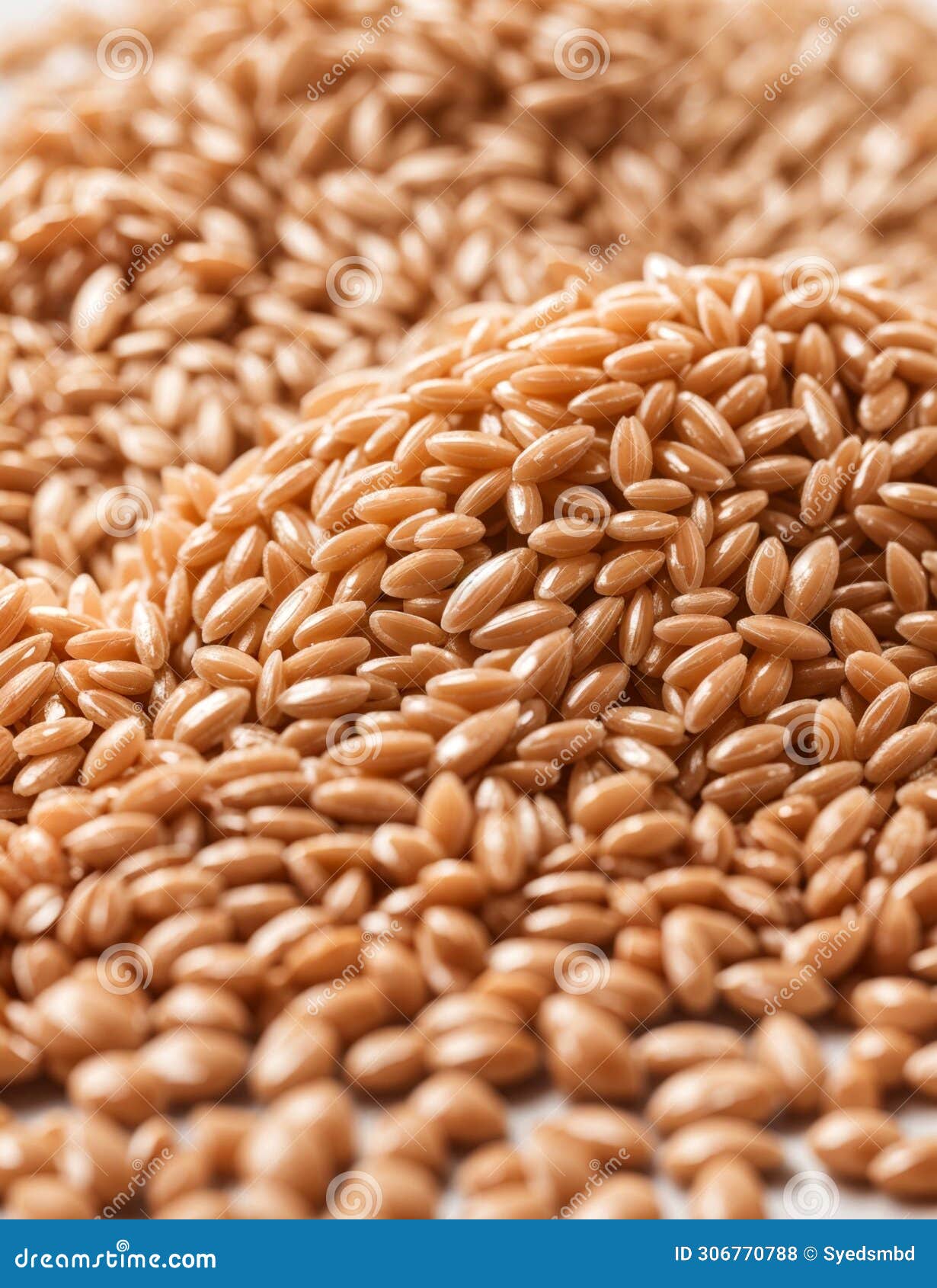 Raw Farro Grain Isolated on White Background Stock Illustration ...