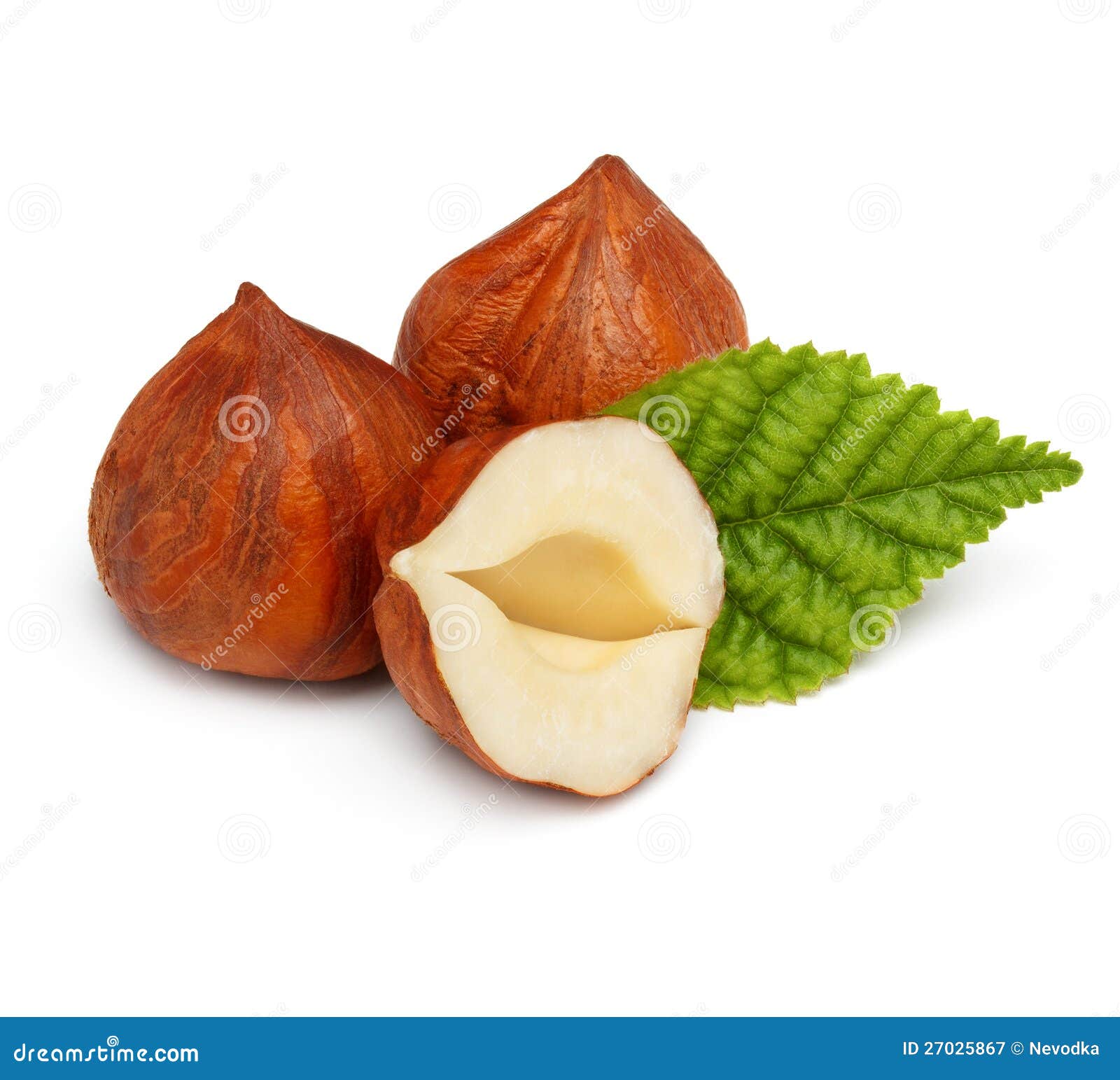 Raw filbert stock image. Image of healthy, tree, organic - 27025867