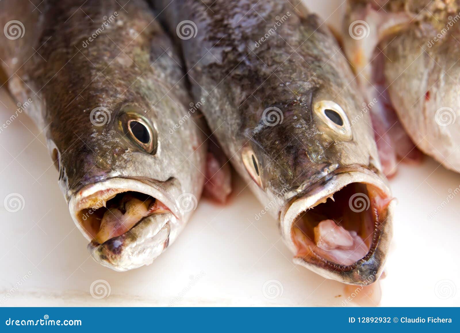 Raw fish stock photo. Image of wild, white, healthy, ready - 12892932