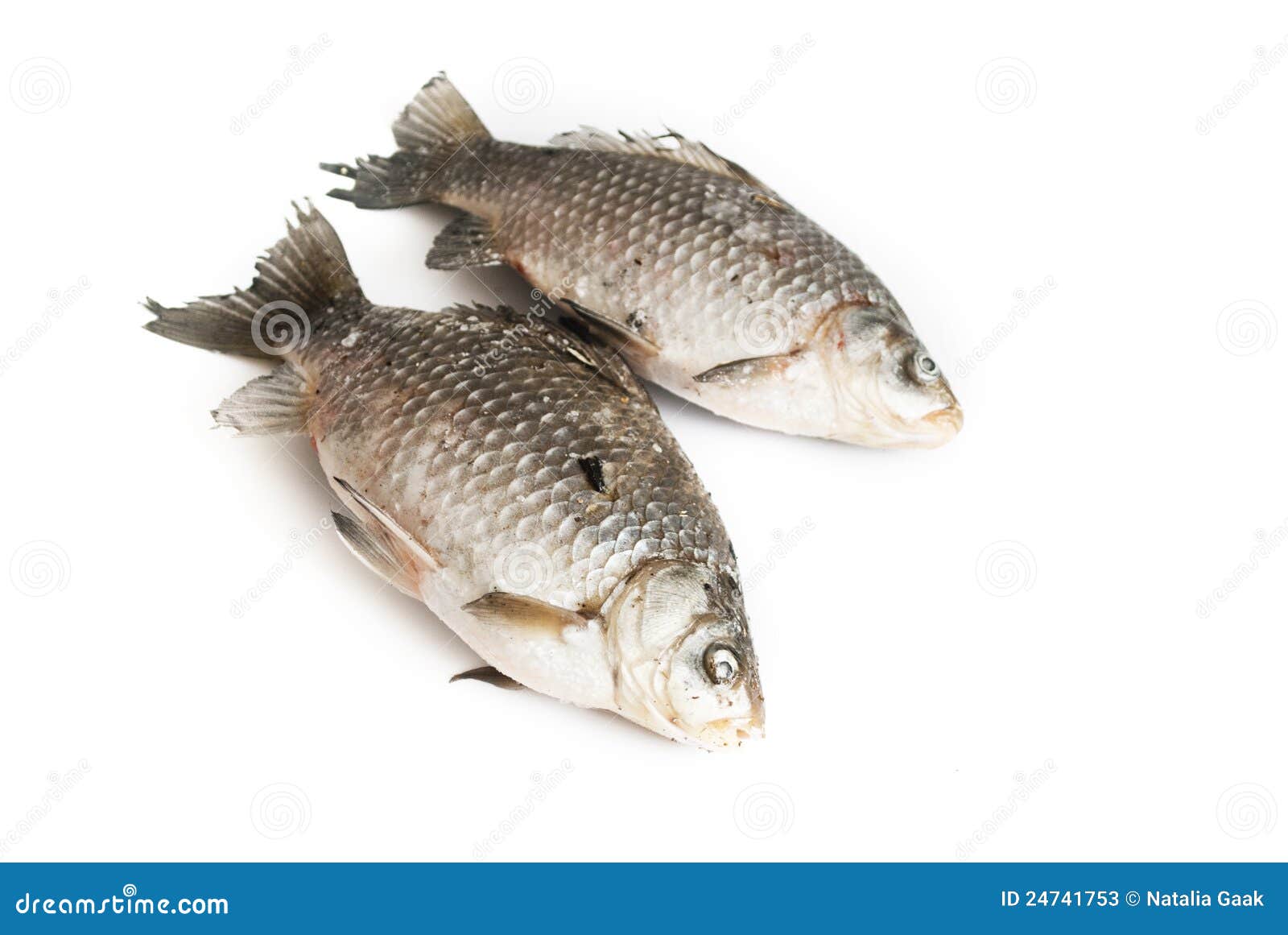 Raw fish stock image. Image of dicentrarchus, fresh, seafood - 24741753