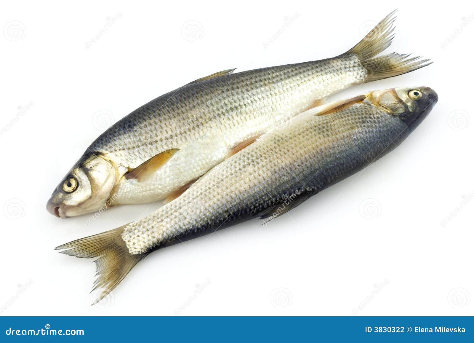 Raw fish stock photo. Image of skin, food, specimen, dead - 3830322