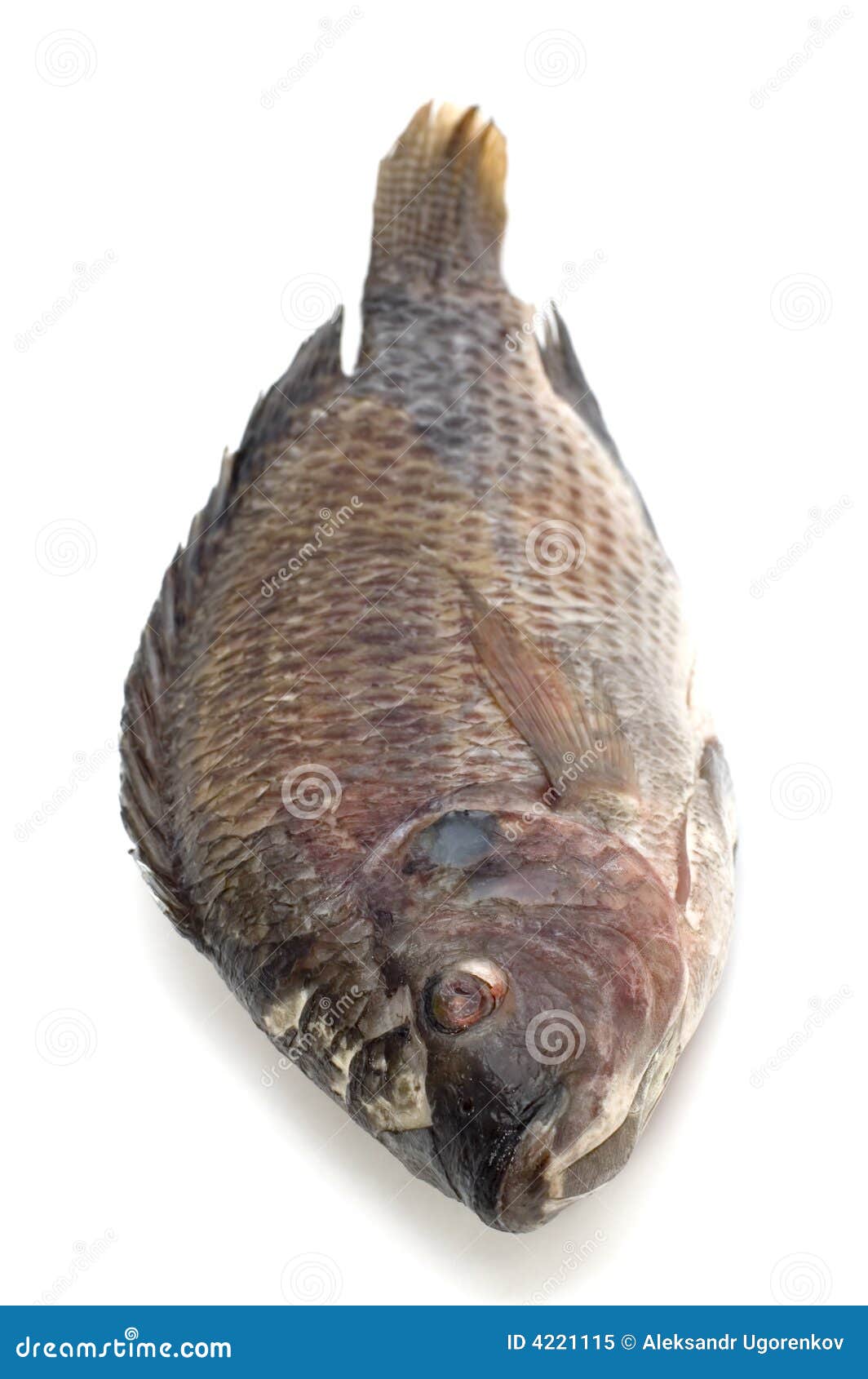 Raw fish stock image. Image of seafood, meal, appertizer - 4221115