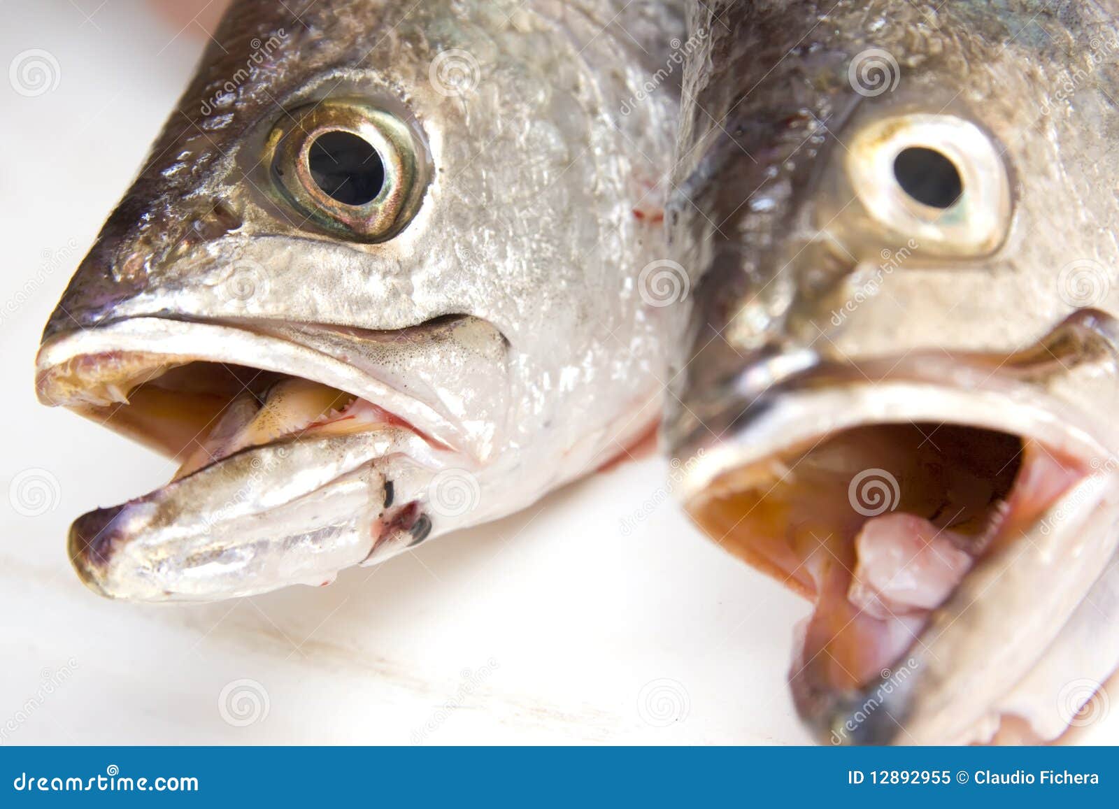 Raw fish 5 stock image. Image of seafood, trout, color - 12892955