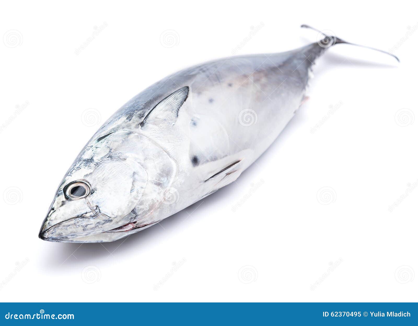 Raw fish, bonito, on white stock image. Image of nutrition - 62370495