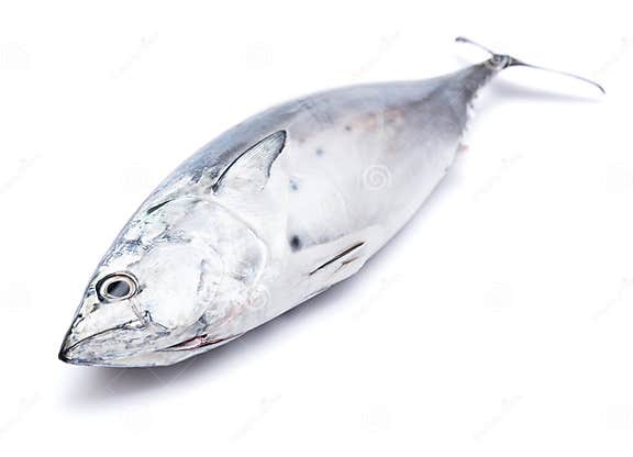 Raw fish, bonito, on white stock image. Image of nutrition - 62370495