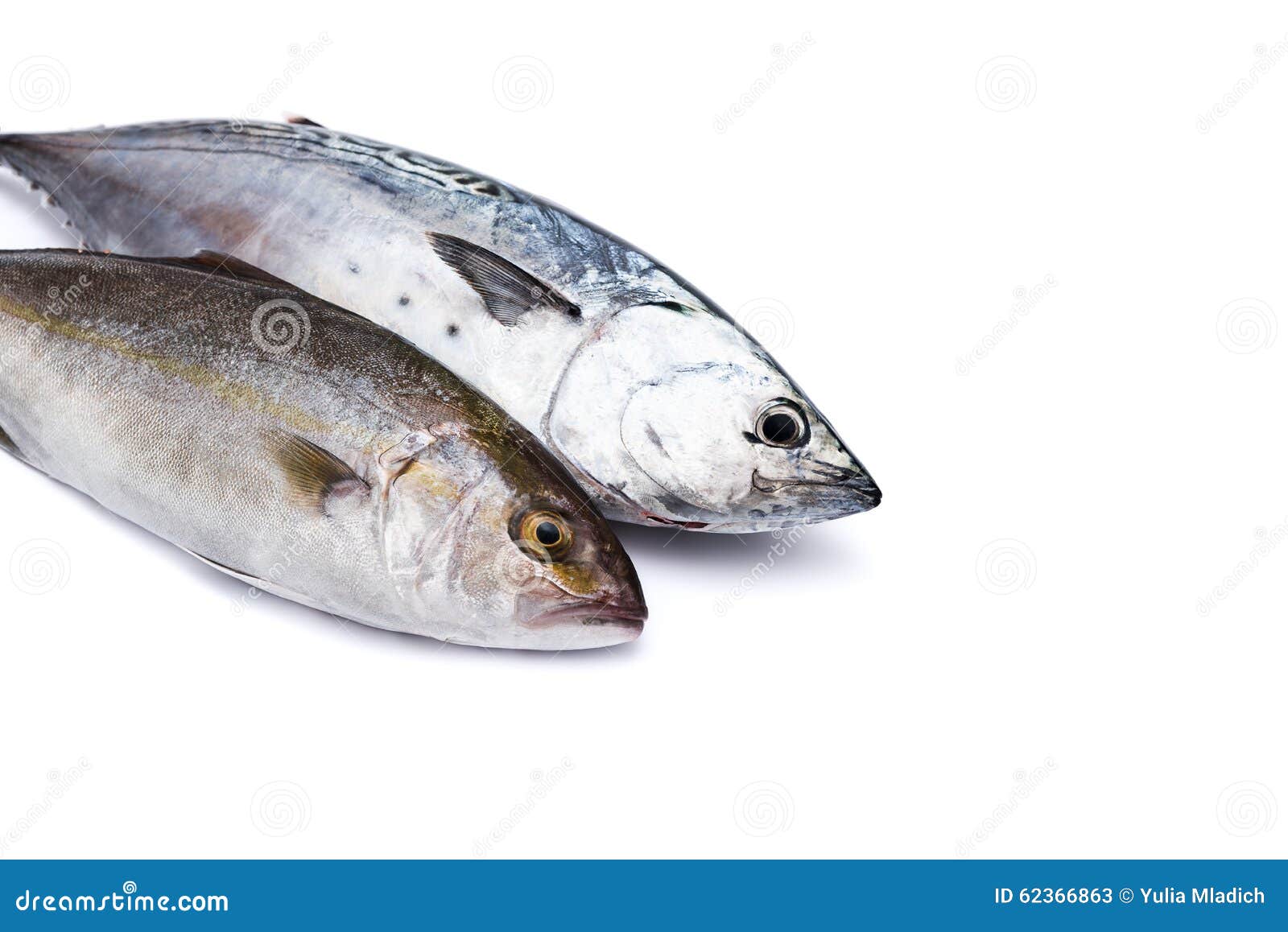 Raw Fish, Bonito and Yellowtail, Isolated on White Stock Image - Image ...
