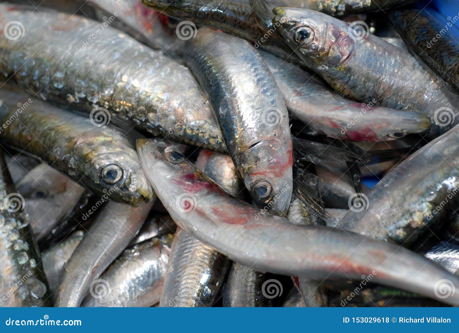 Fresh sardines in close-up stock photo. Image of fish - 153029618