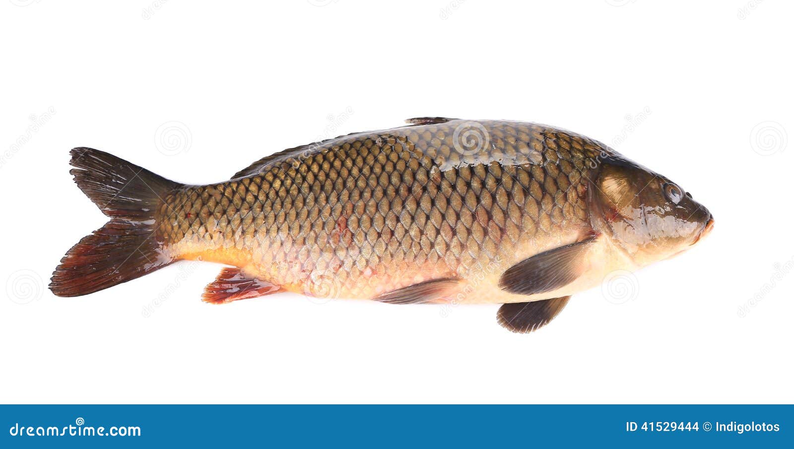 Raw fish carp. stock photo. Image of river, isolated - 41529444