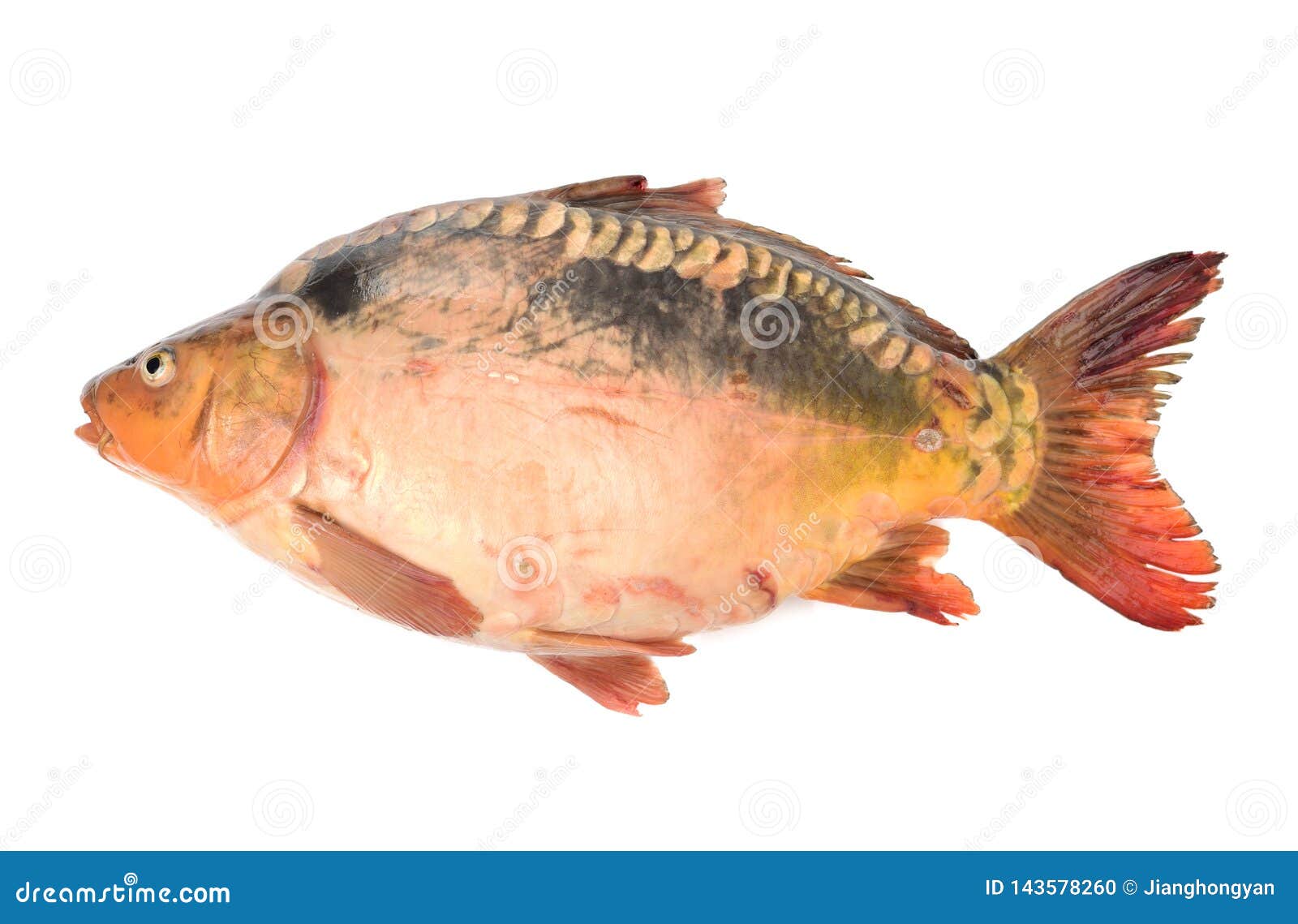 Raw fish carp stock photo. Image of background, dinner - 143578260