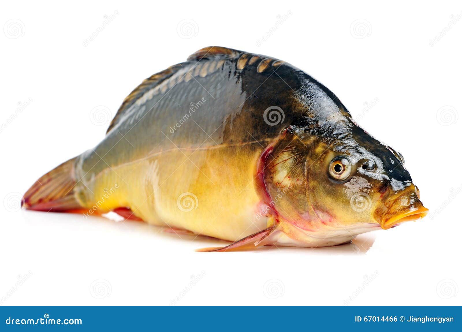 Raw fish carp stock photo. Image of closeup, chub, background - 67014466
