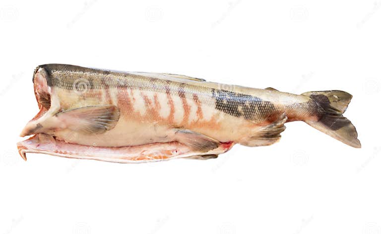 Raw fish chum stock image. Image of food, meal, object - 51732027