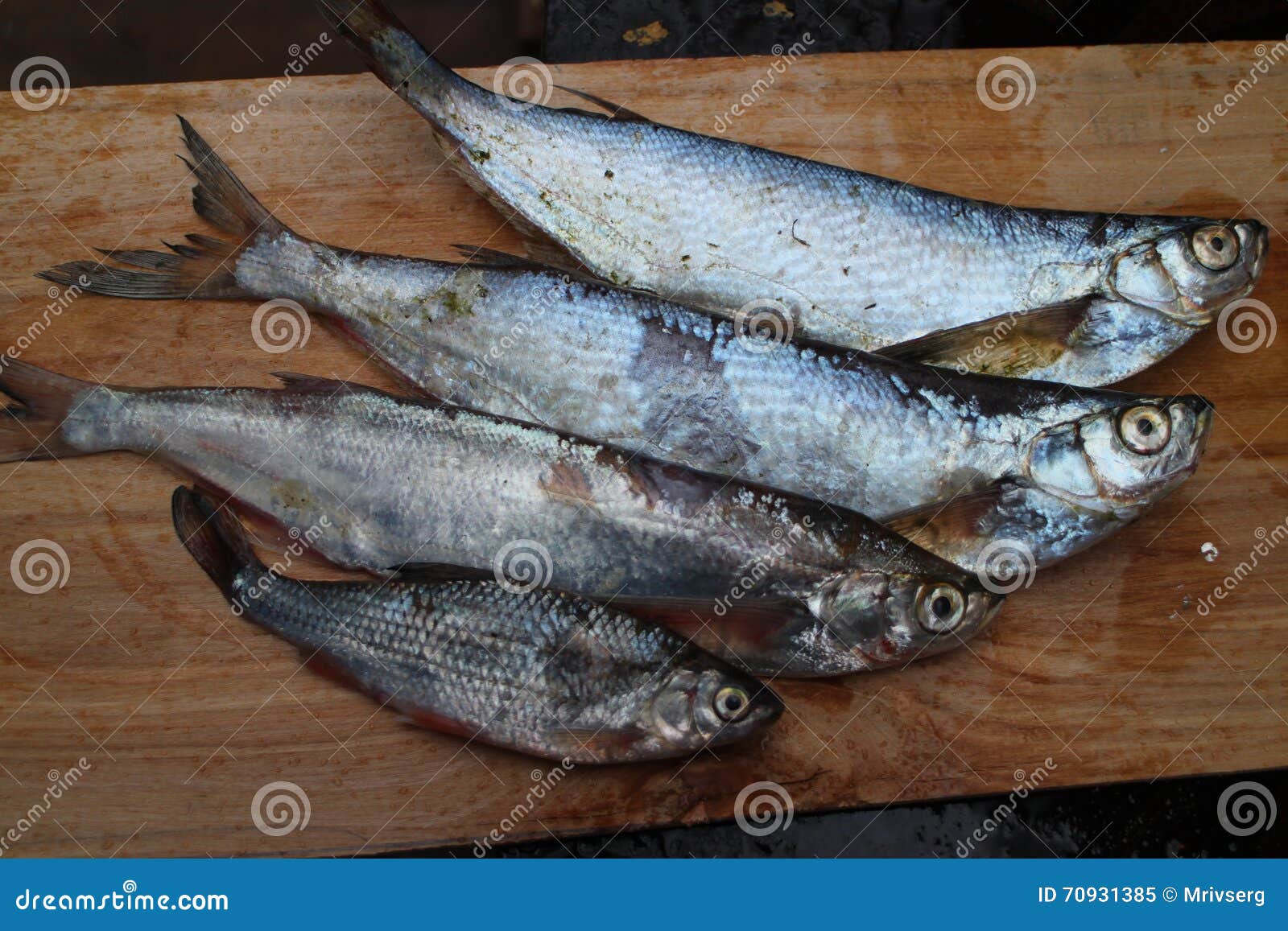 Raw Fish on a Cutting Table Stock Image - Image of catch, pelecus: 70931385