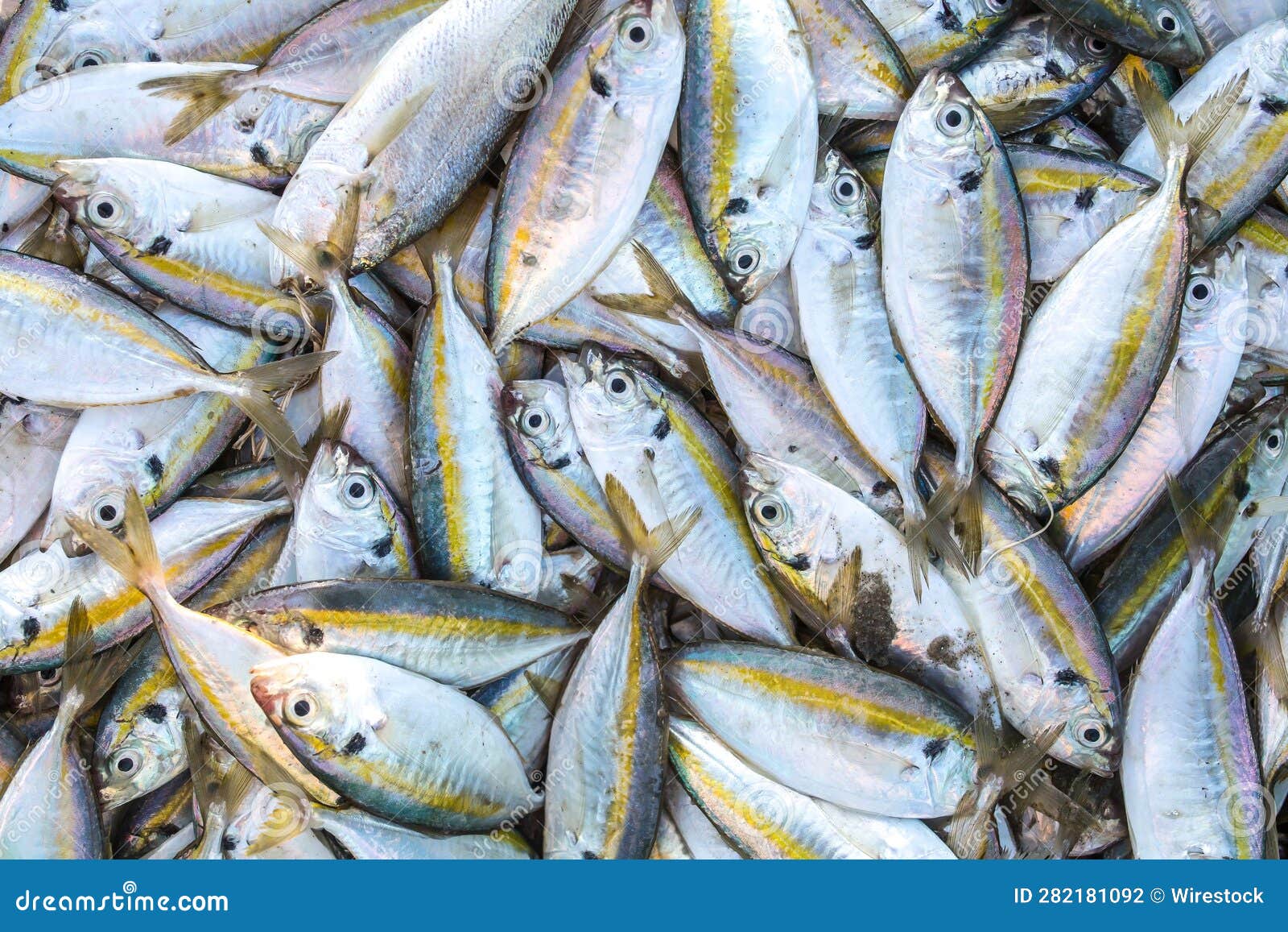 A Pile of Raw Fish from Fishermen S Boat Stock Photo - Image of scale ...