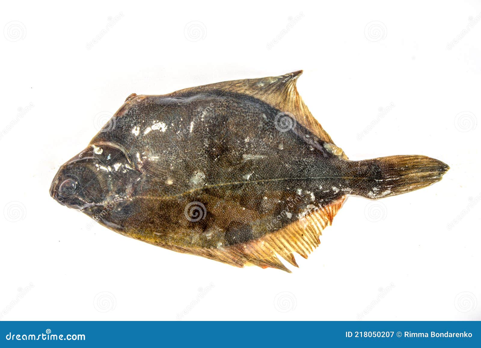 Raw fish flounder on white stock image. Image of epicure - 218050207