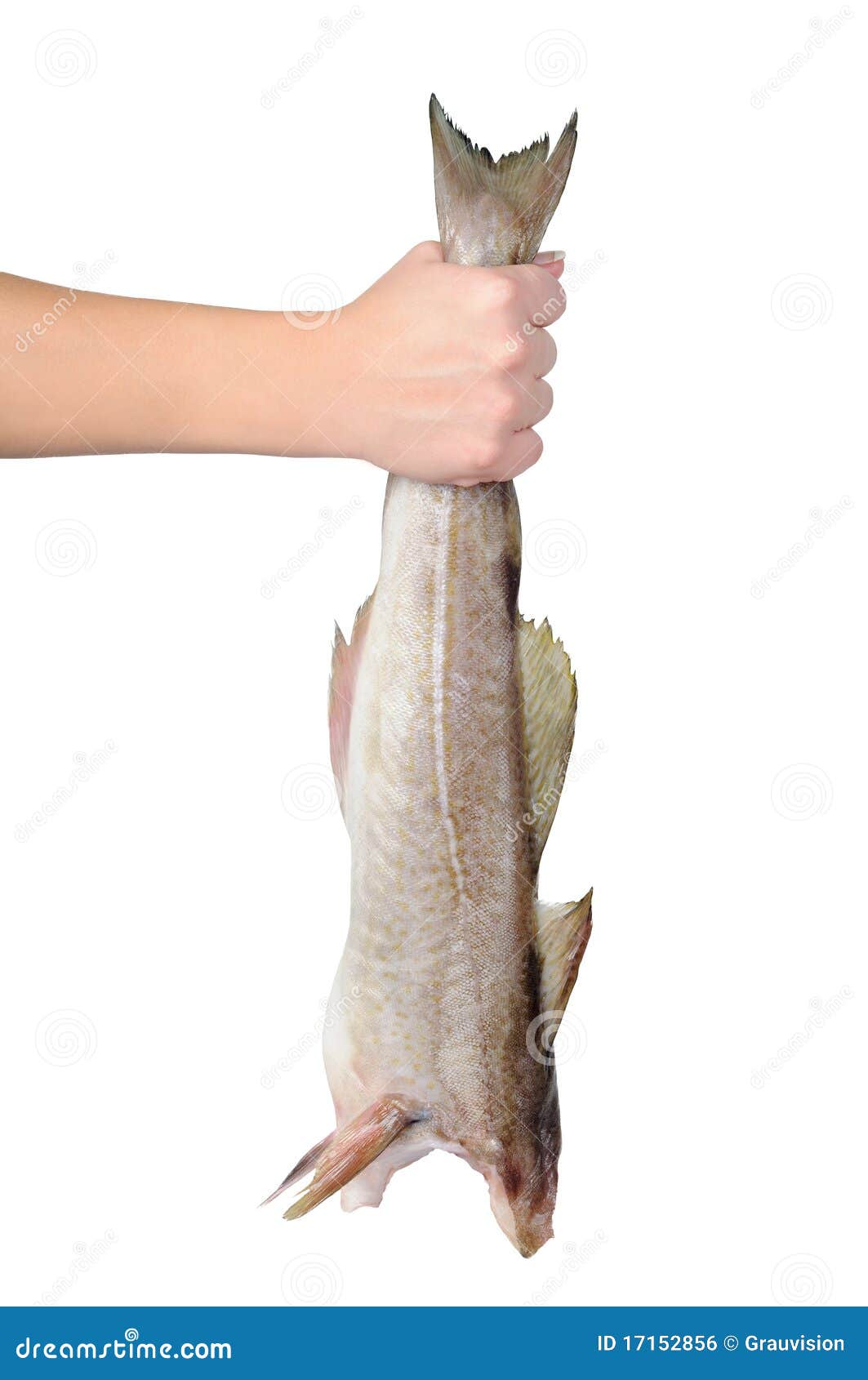 Raw Fish without the Head in Hand Stock Photo - Image of hand, fish ...