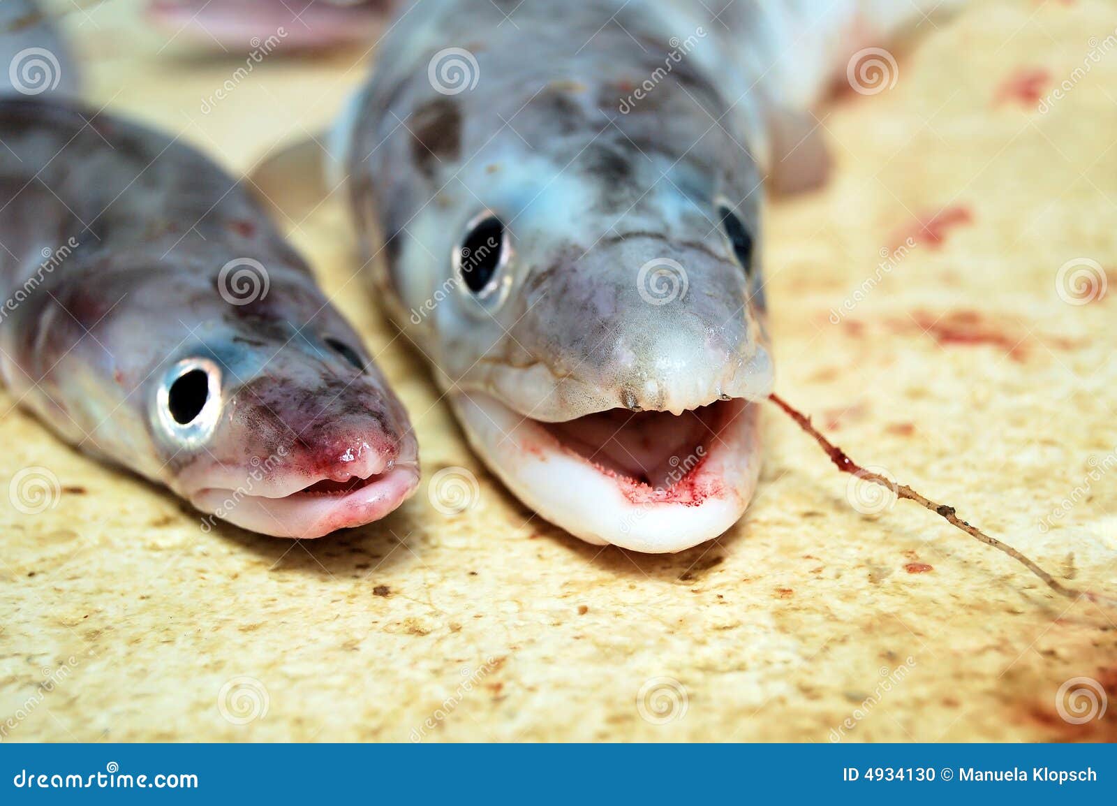 Raw Fish Heads stock photo. Image of pair, food, small - 4934130