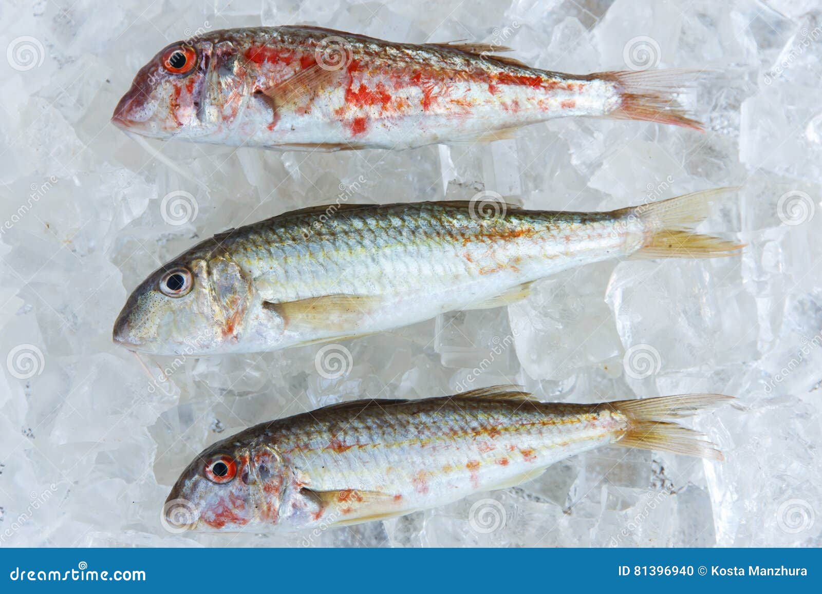 Raw Fish on Ice Goatfish Surmillet Stock Photo - Image of freshness ...