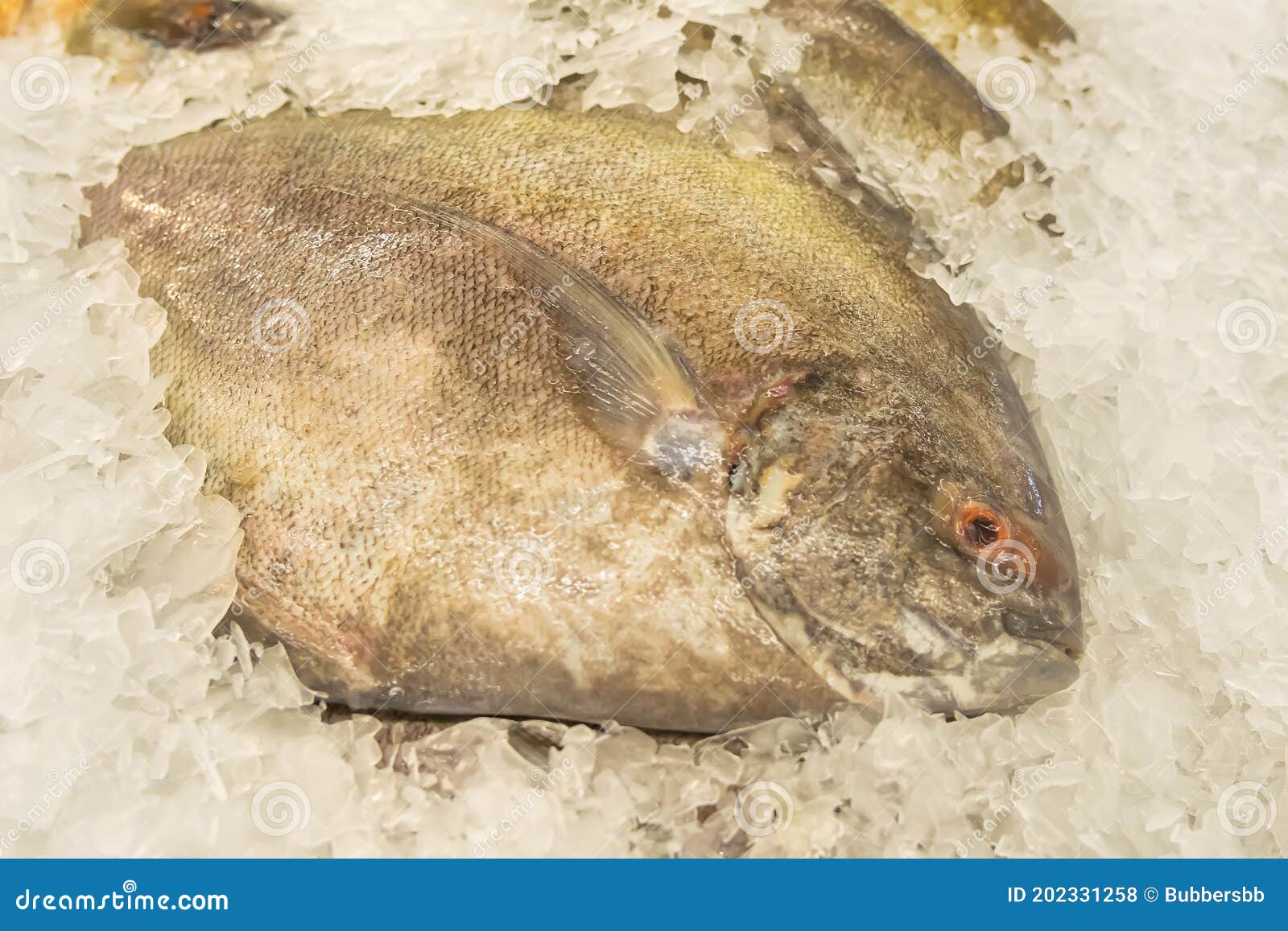Raw Fish on Ice at the Market Stock Photo - Image of healthful ...