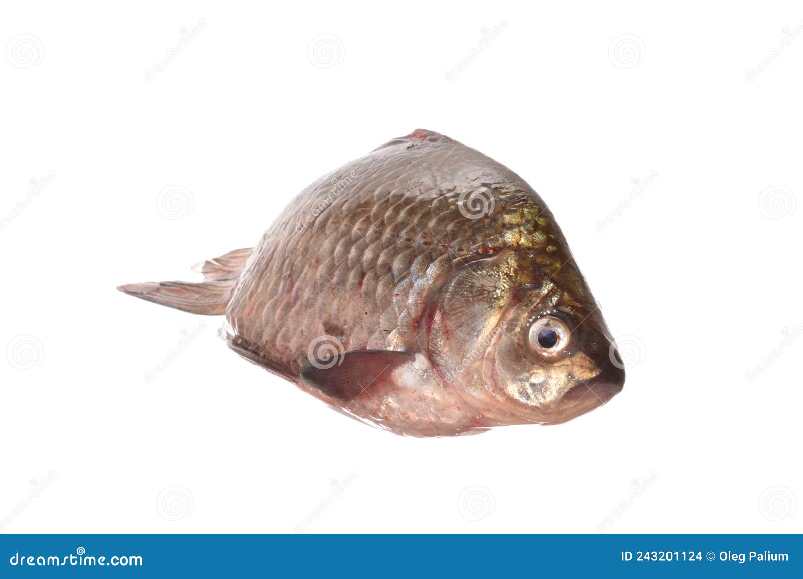 Raw Fish Isolated on White Background Stock Photo - Image of closeup ...