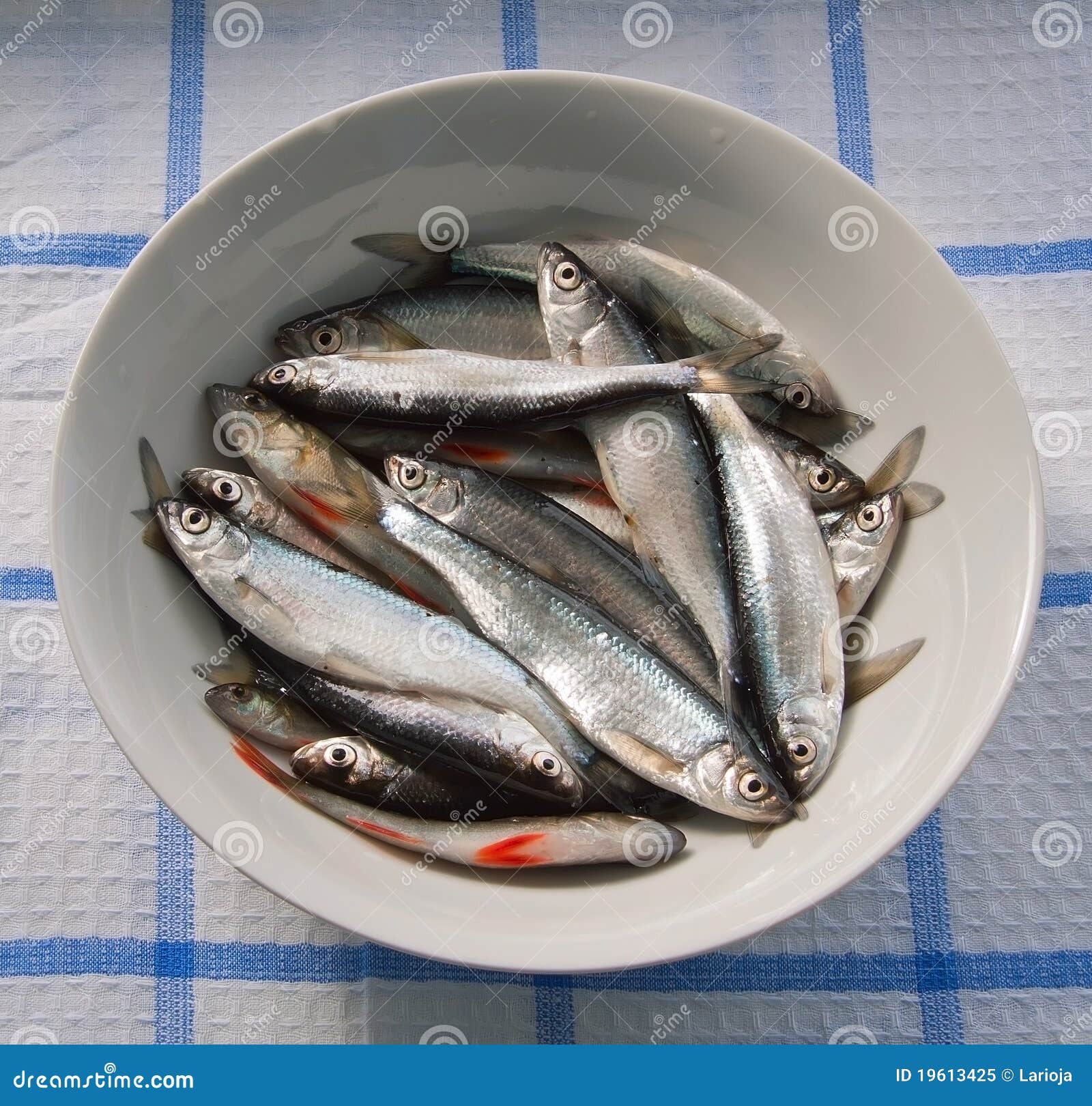 Raw fish in the plate stock image. Image of fresh, fishing - 19613425