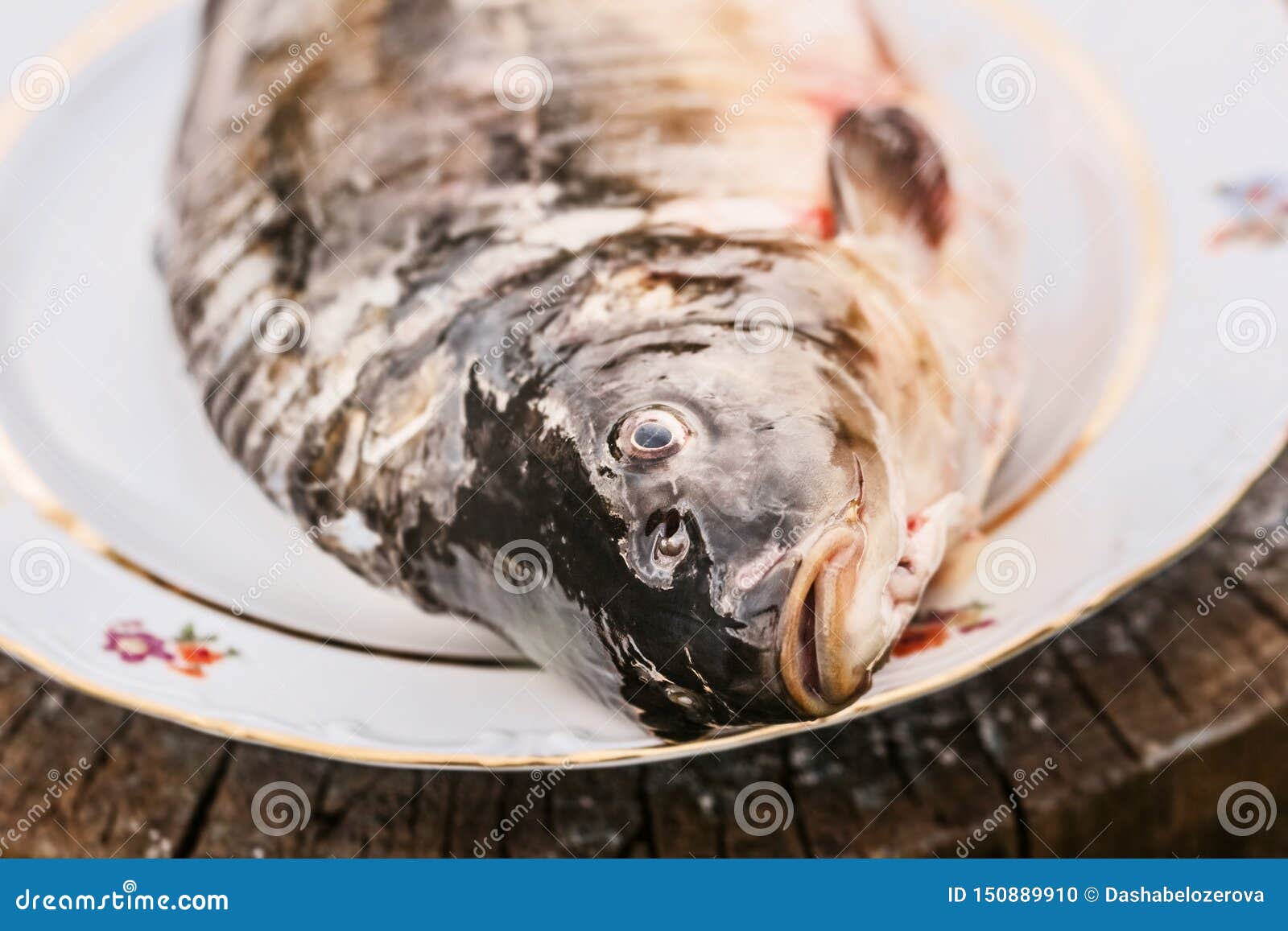 Raw fish on plate head stock photo. Image of fish, seafood - 150889910