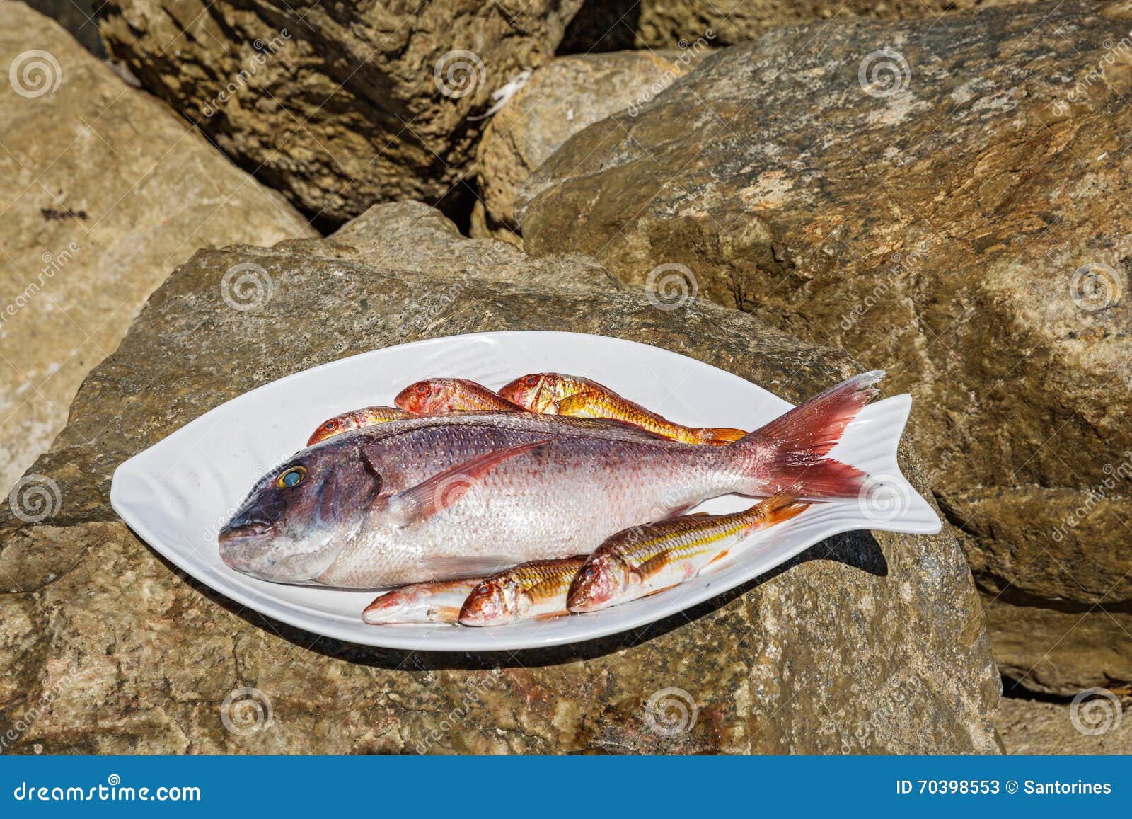 Raw fish on a plate stock image. Image of white, food - 70398553