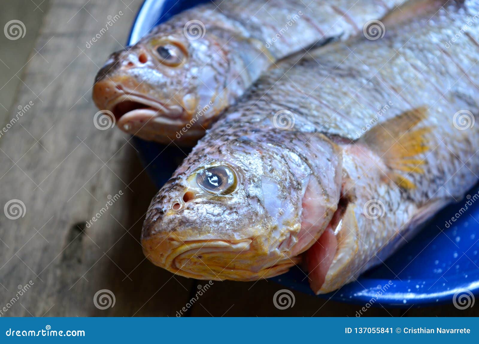 Raw fish ready for cooking stock image. Image of cooking - 137055841