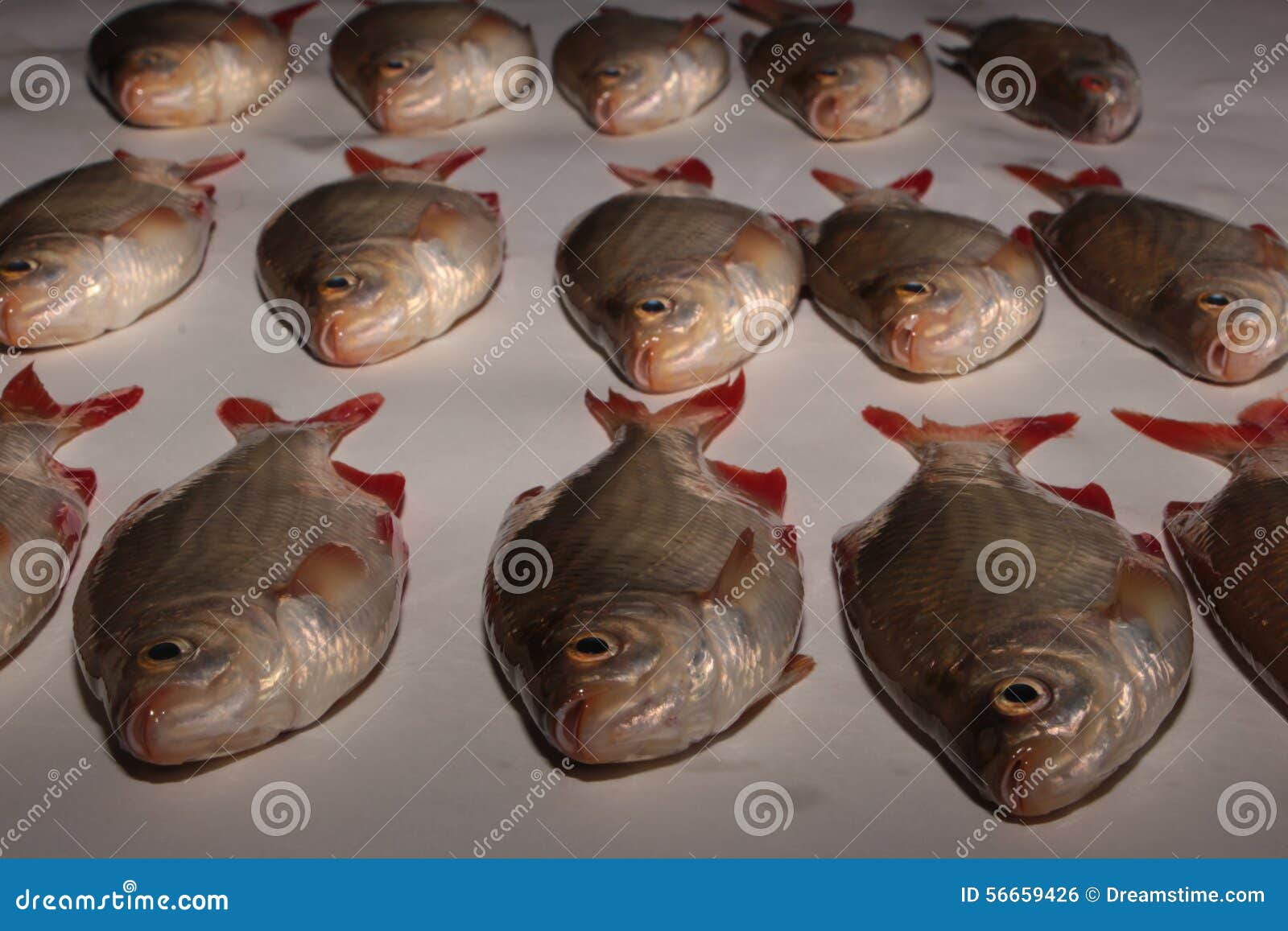 Raw fish rudd stock photo. Image of brilliant, background - 56659426