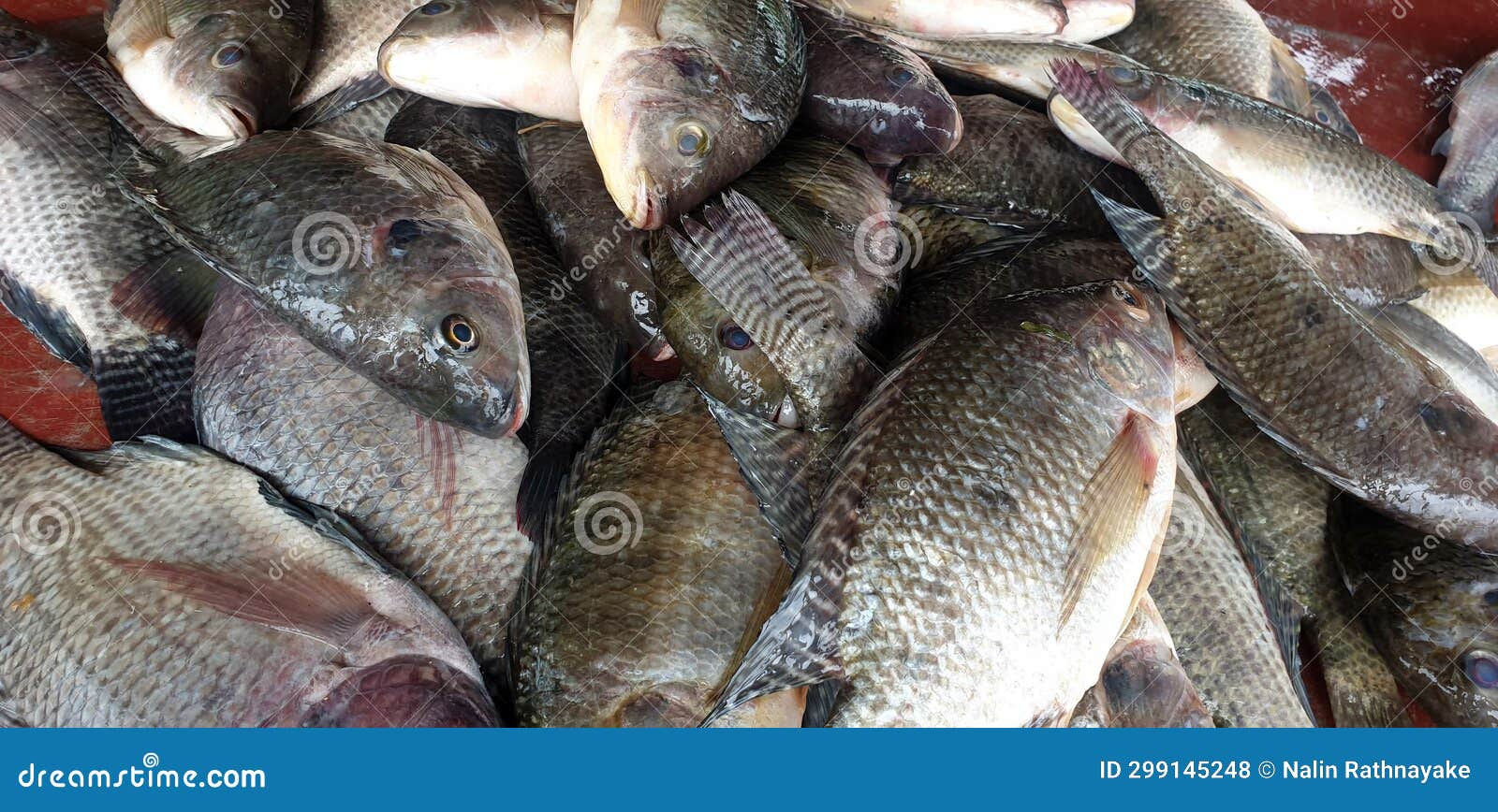 Raw Fish in a Fish Selling Stall Stock Photo - Image of market, aquatic ...