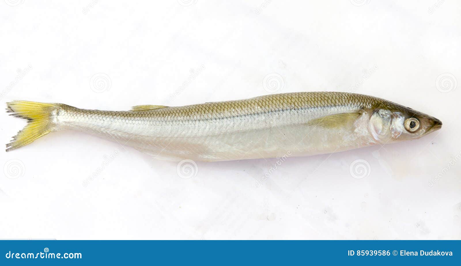 Raw fish smelt stock photo. Image of animal, small, saltwater - 85939586