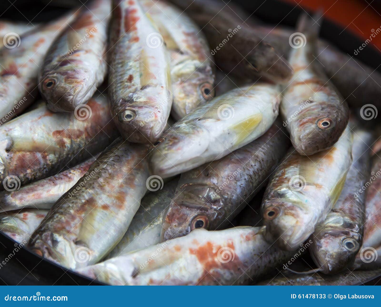 Raw Fish, Surmullet - Crimean Delicacy Stock Image - Image of animals ...