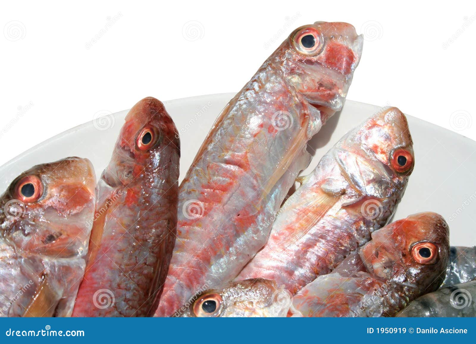 Raw fishes stock image. Image of colored, group, isolated - 1950919