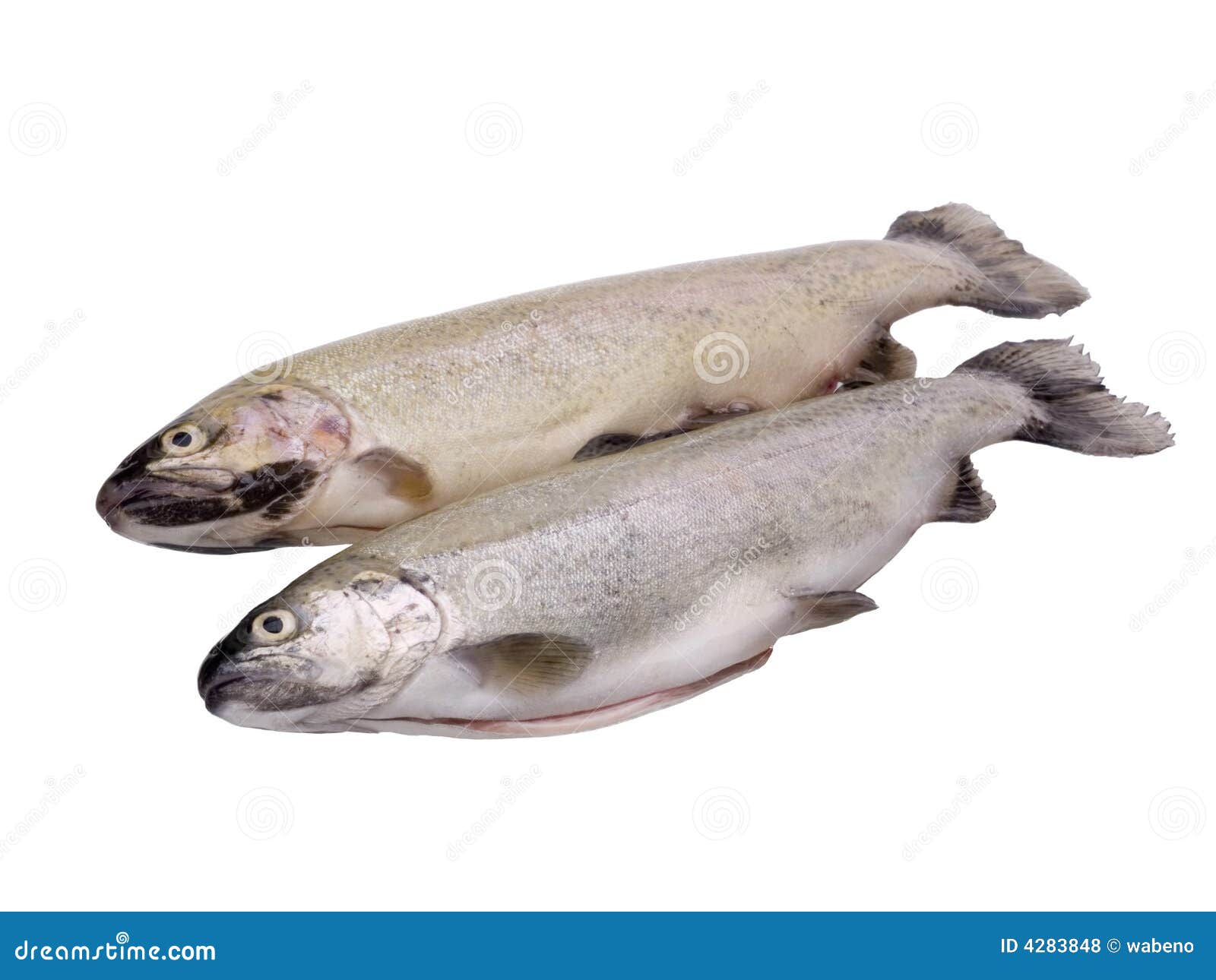 Raw fishes stock photo. Image of cook, meal, black, dead - 4283848