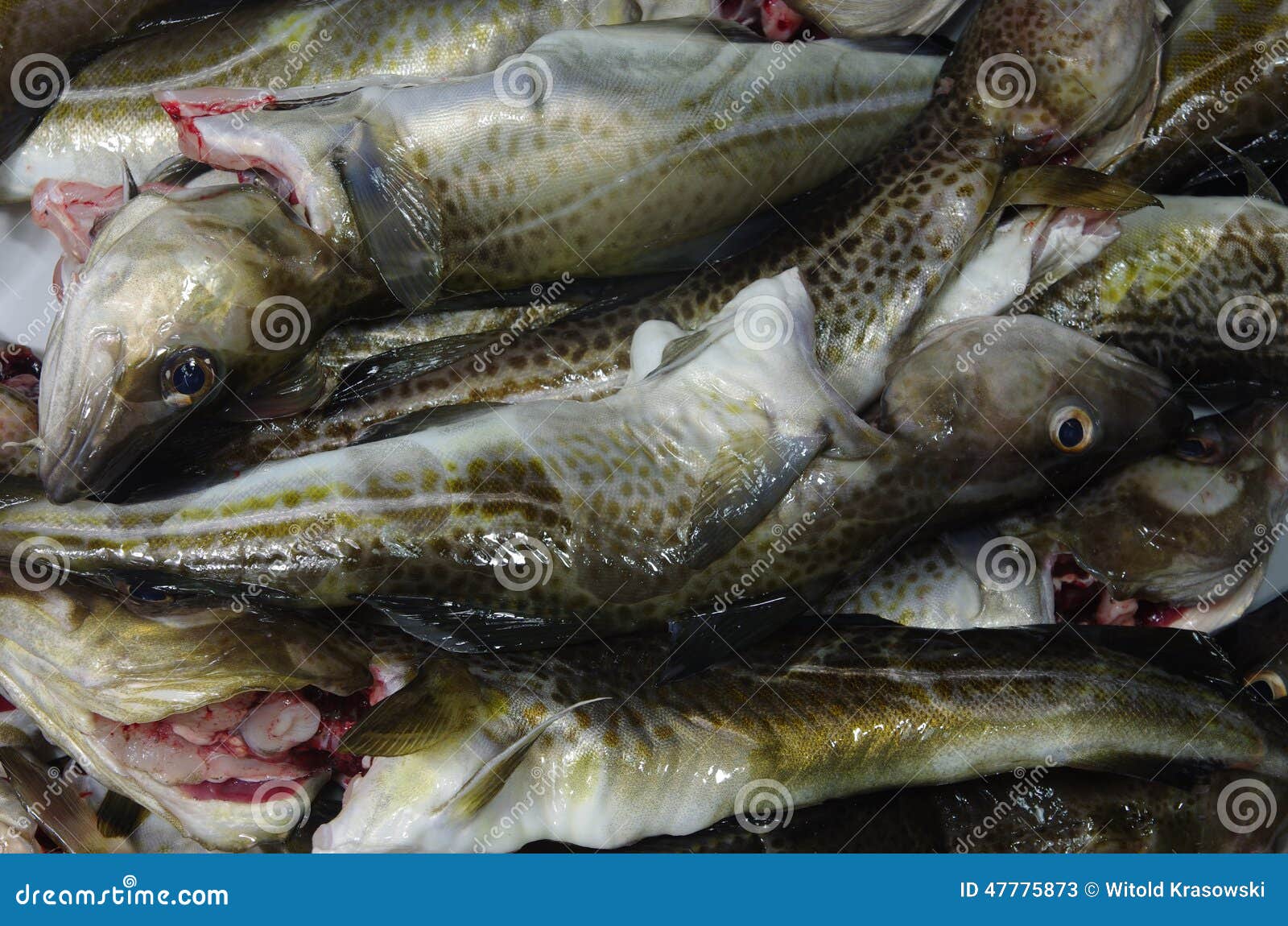 Raw fishes stock image. Image of codfish, morrhua, fish - 47775873